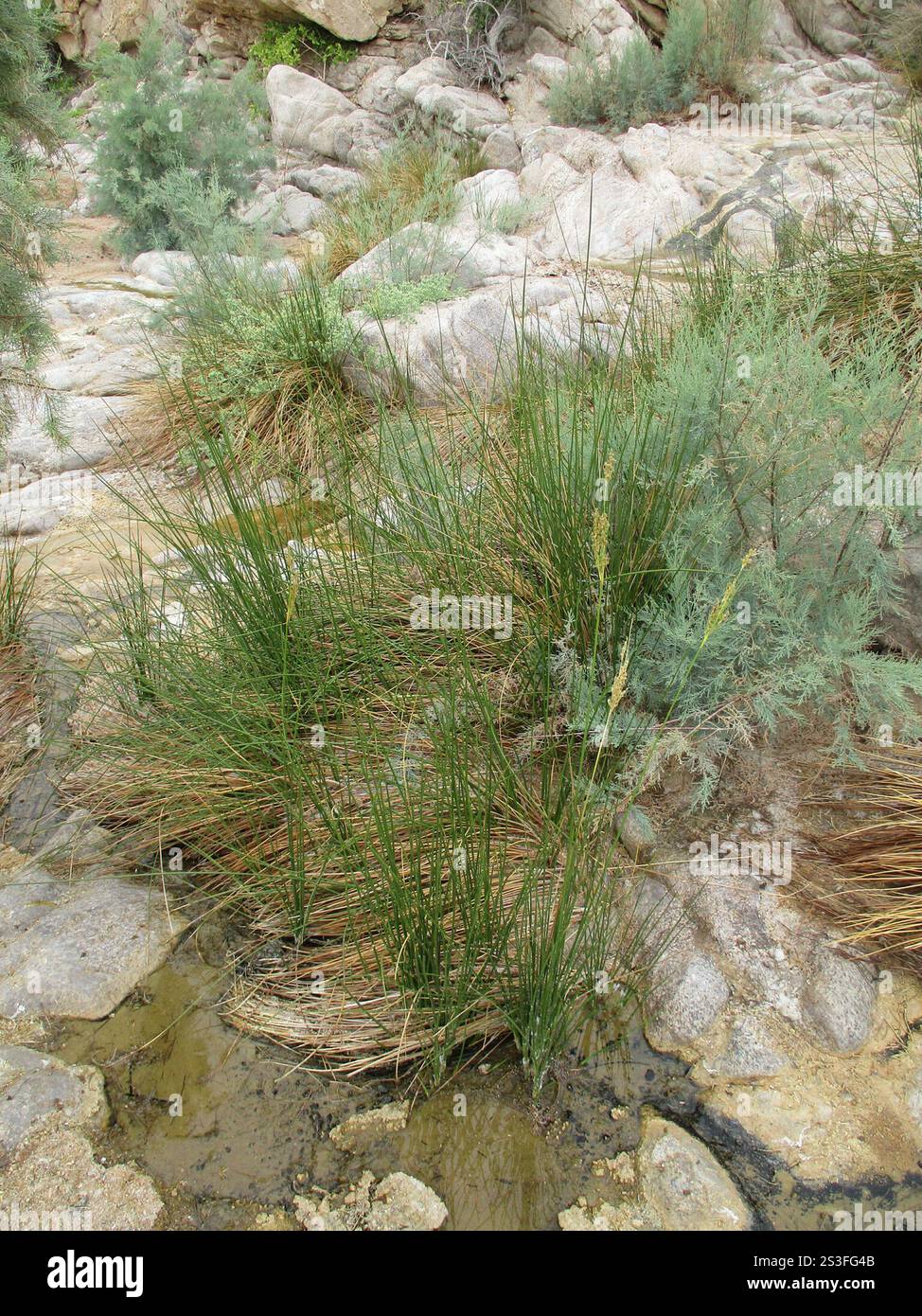 Salt Rush (Juncus rigidus Stock Photo - Alamy