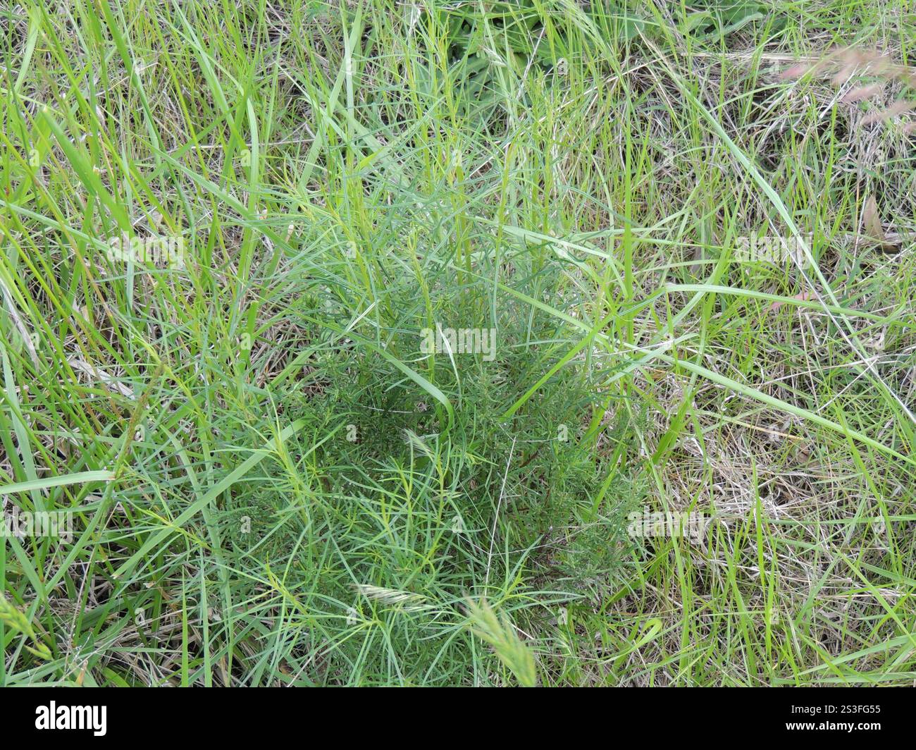 Shiny Cassinia (Cassinia longifolia Stock Photo - Alamy