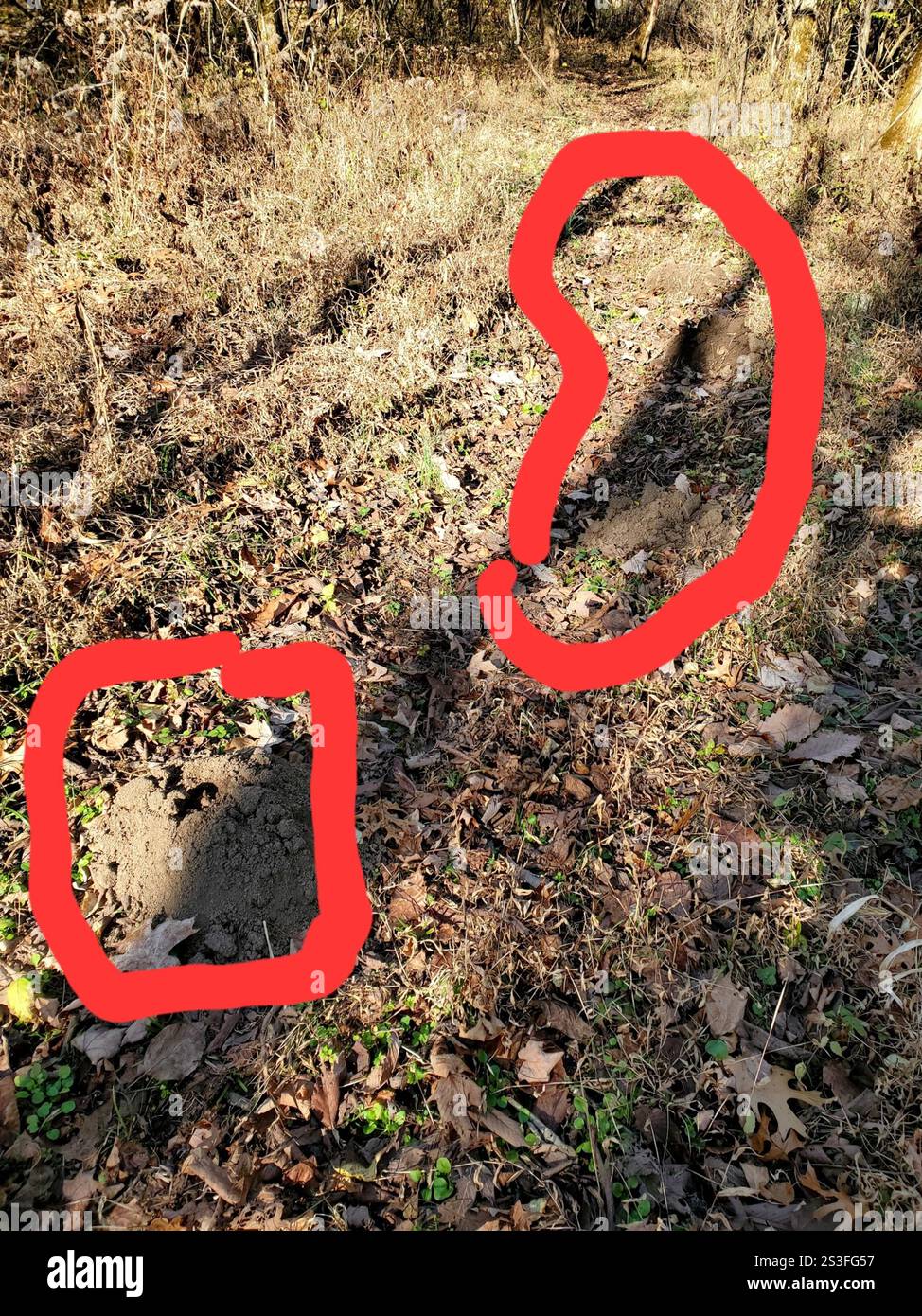 Eastern Mole (Scalopus aquaticus Stock Photo - Alamy