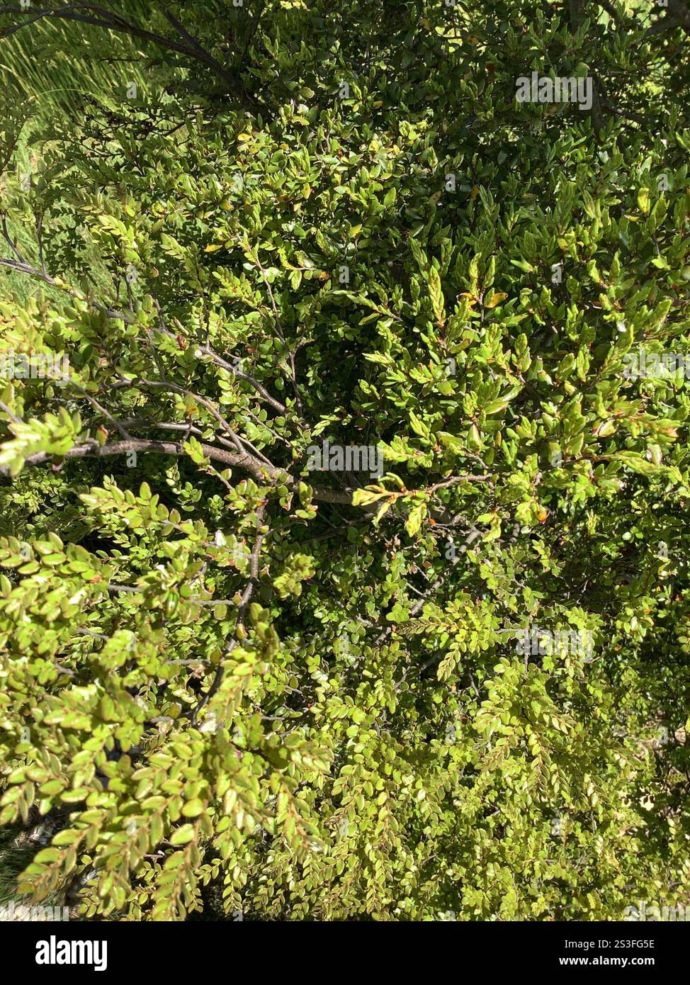 Mountain beech (Nothofagus cliffortioides Stock Photo - Alamy