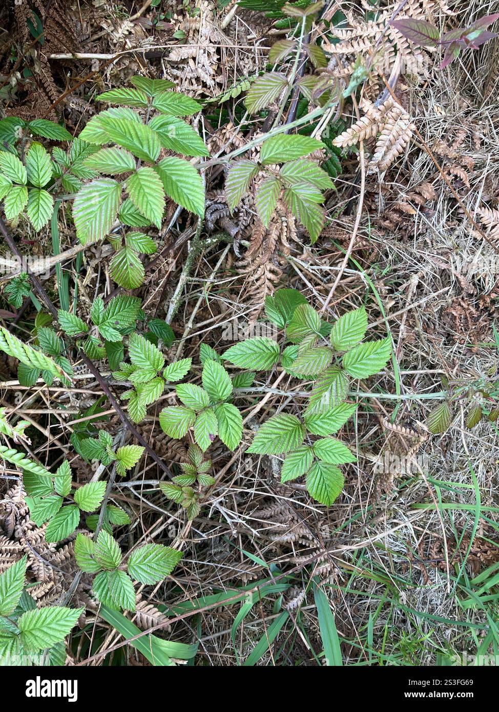 South African Raspberry (Rubus pinnatus Stock Photo - Alamy