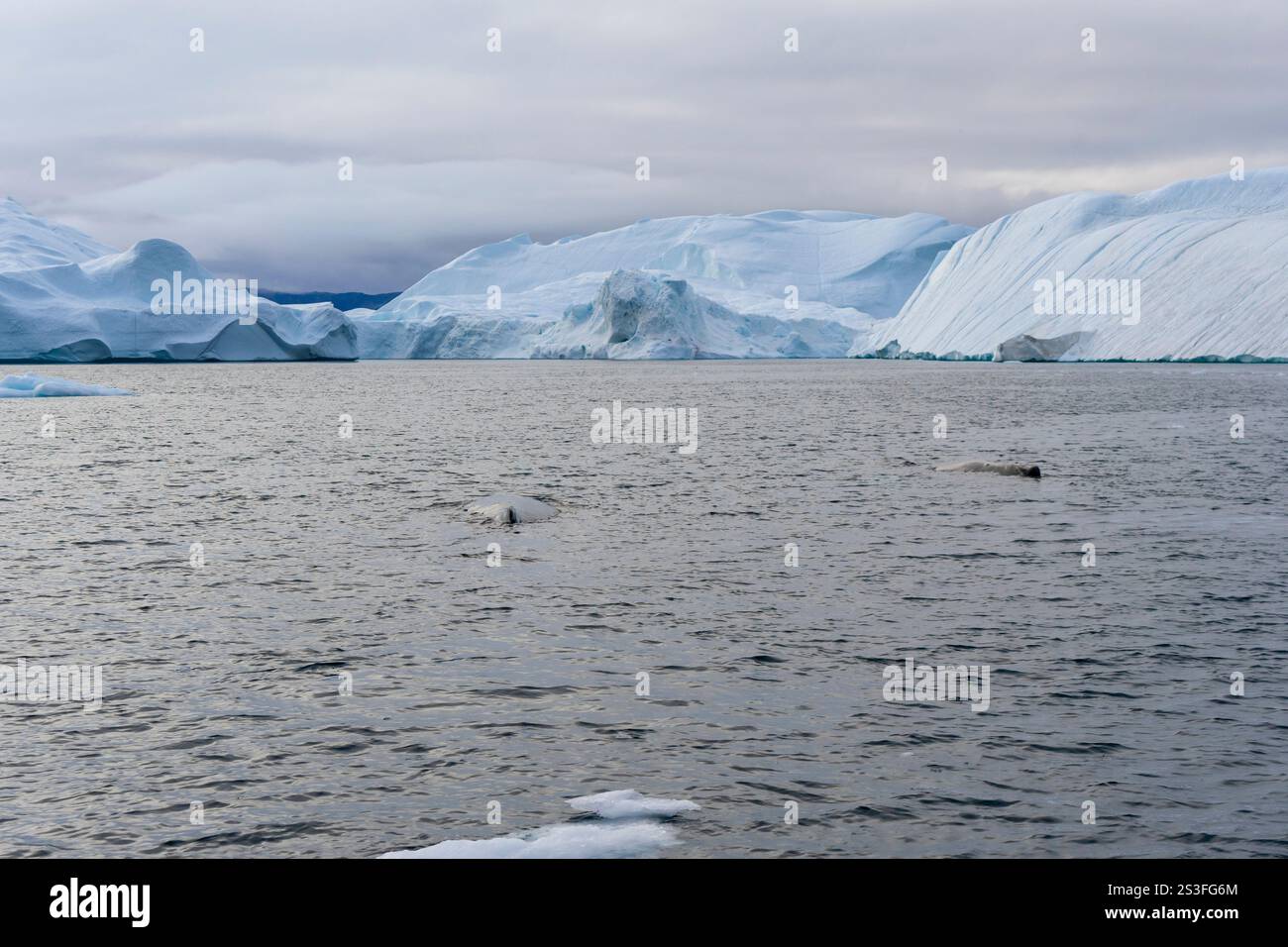 Two whales swimming in front of huge icebergs in the Ilulissat Icefjord ...