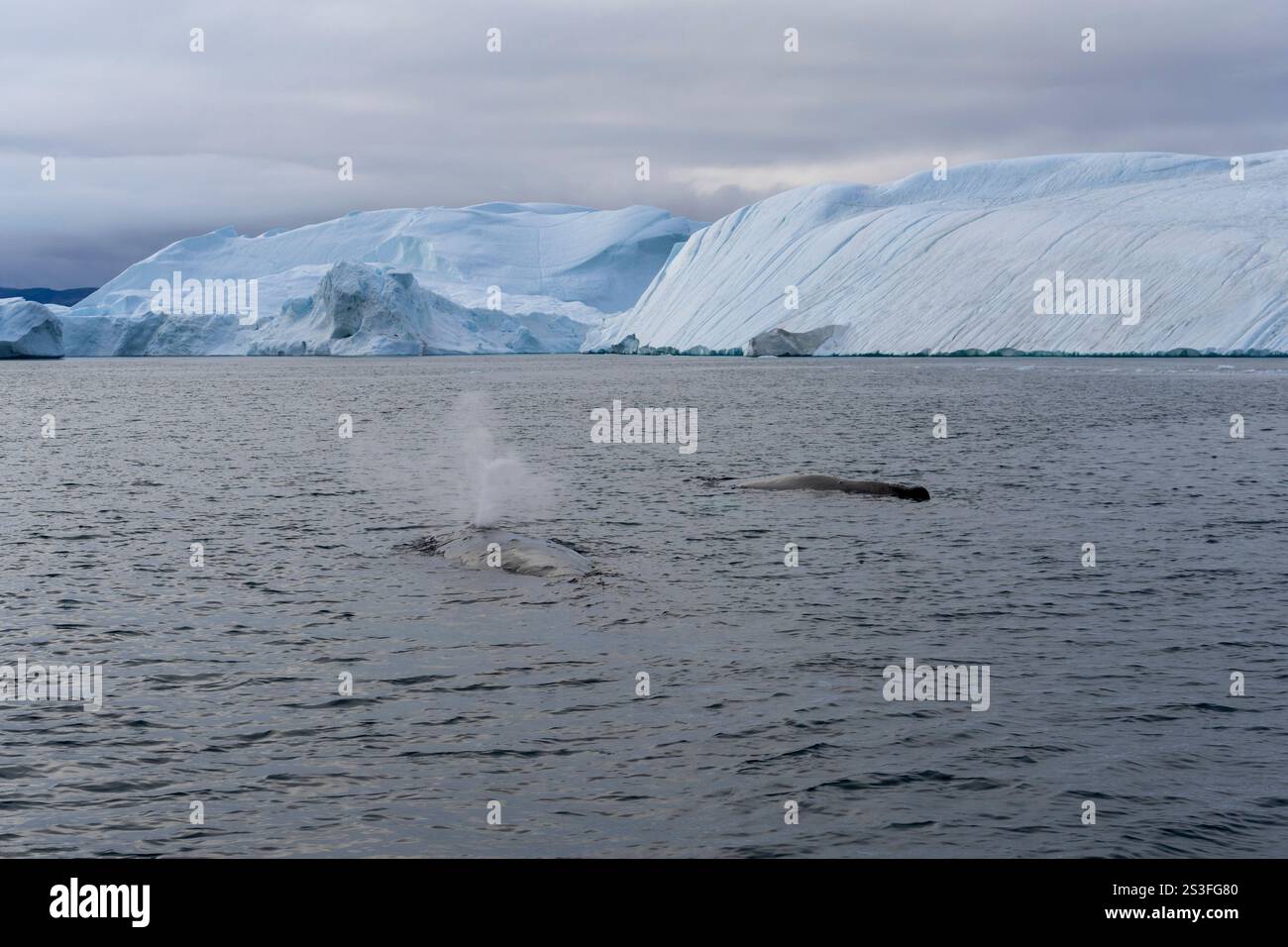 Two whales swimming in front of huge icebergs in the Ilulissat Icefjord ...