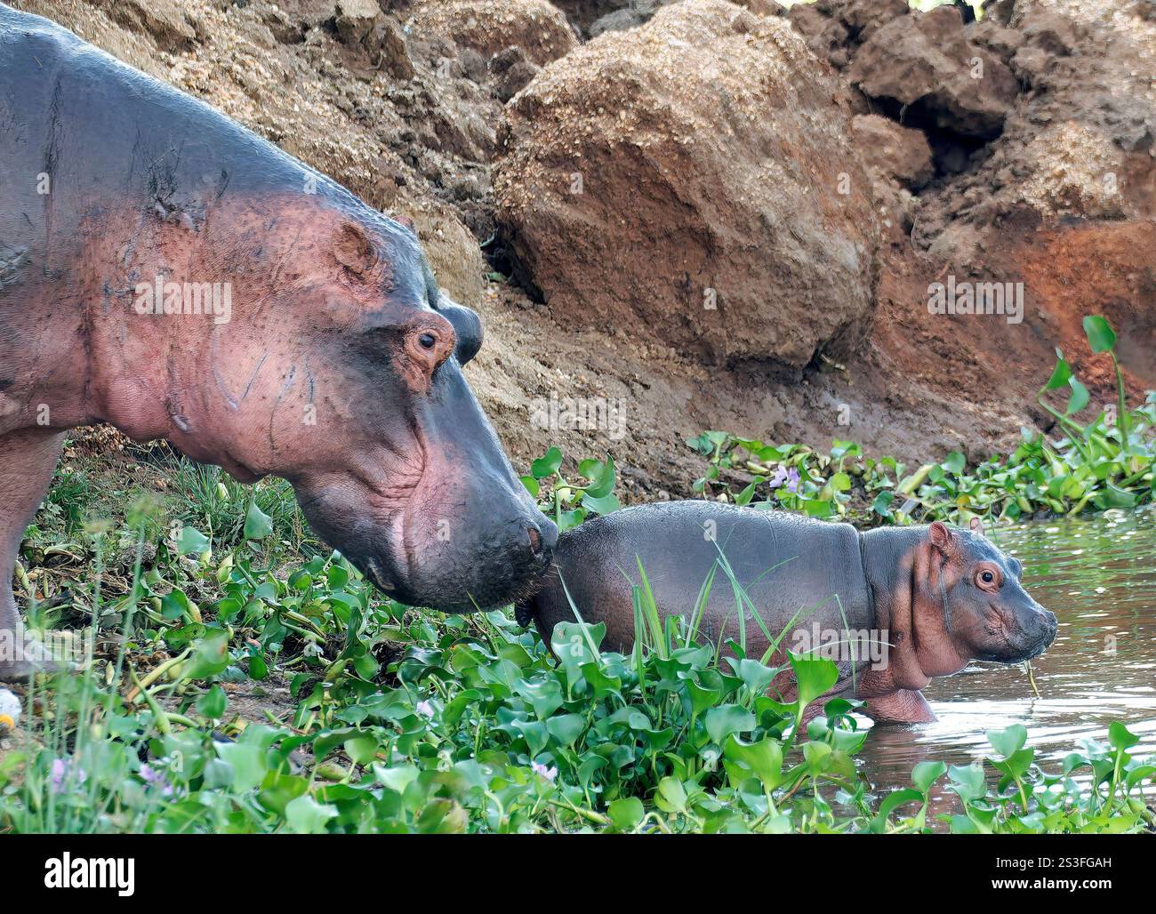 hippo, Flusspferd, Hippopotame amphibie, Hippopotamus amphibius, nílusi ...