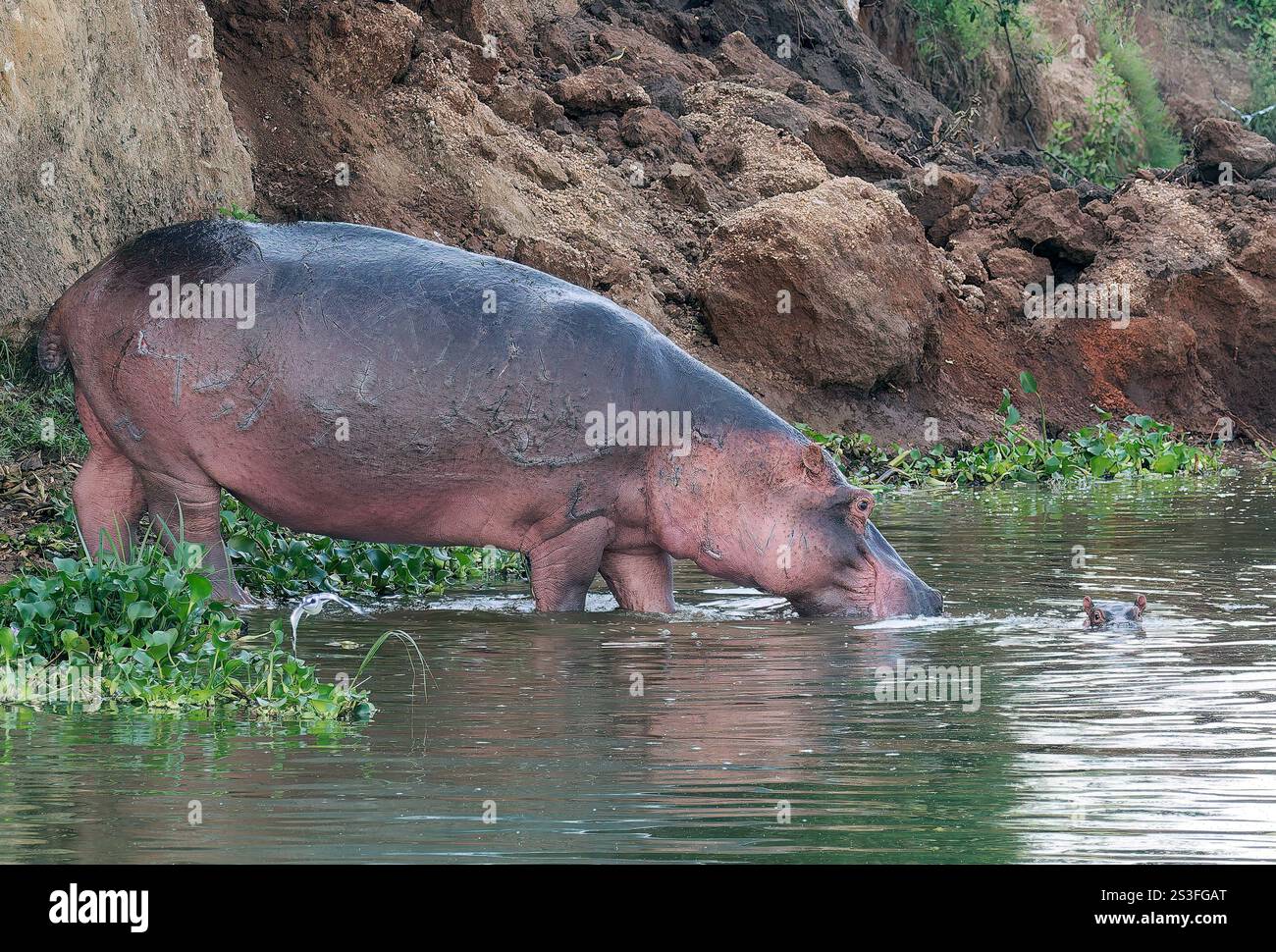 hippo, Flusspferd, Hippopotame amphibie, Hippopotamus amphibius, nílusi ...