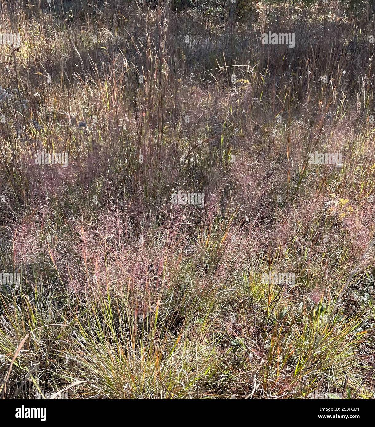Hairawn Muhly (Muhlenbergia capillaris Stock Photo - Alamy