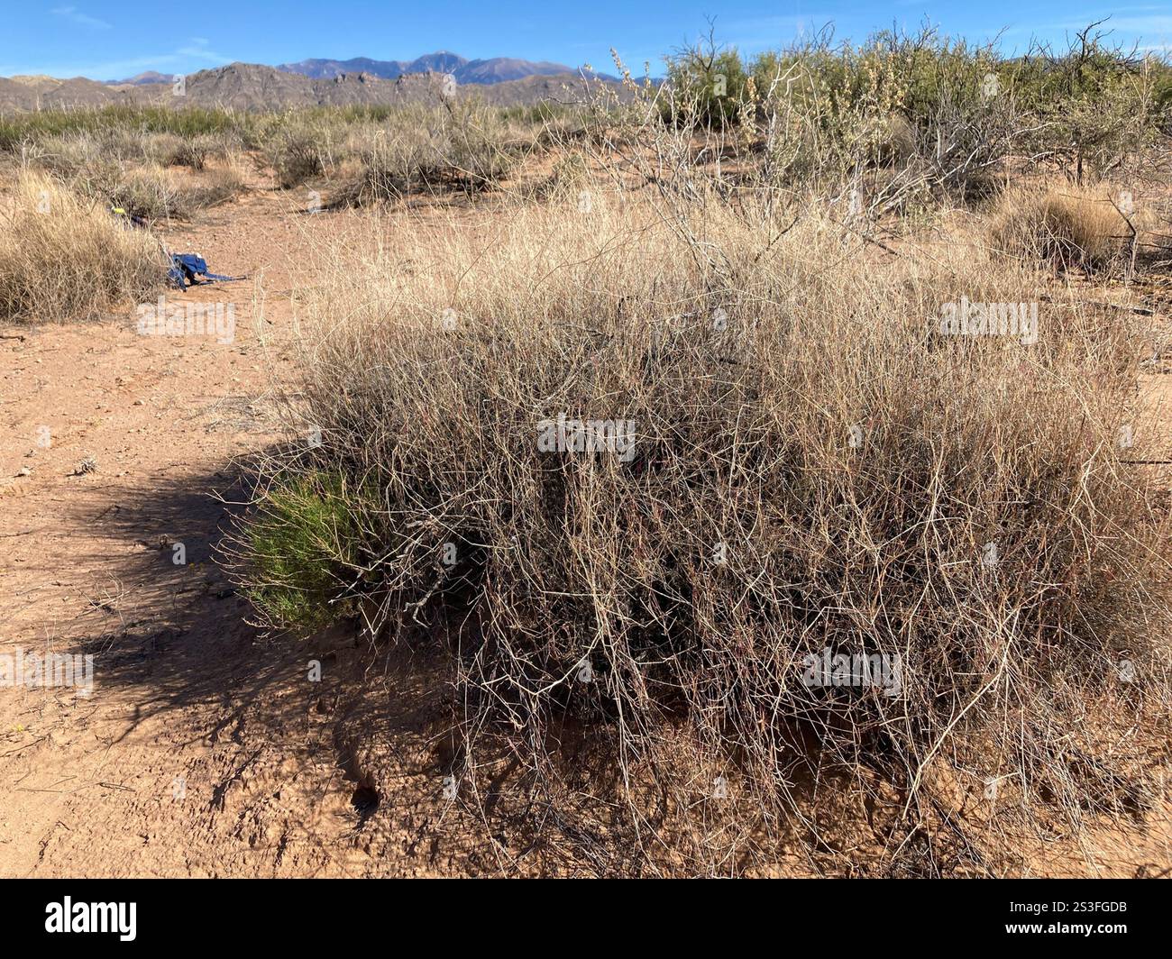 Bush Muhly (Muhlenbergia porteri Stock Photo - Alamy