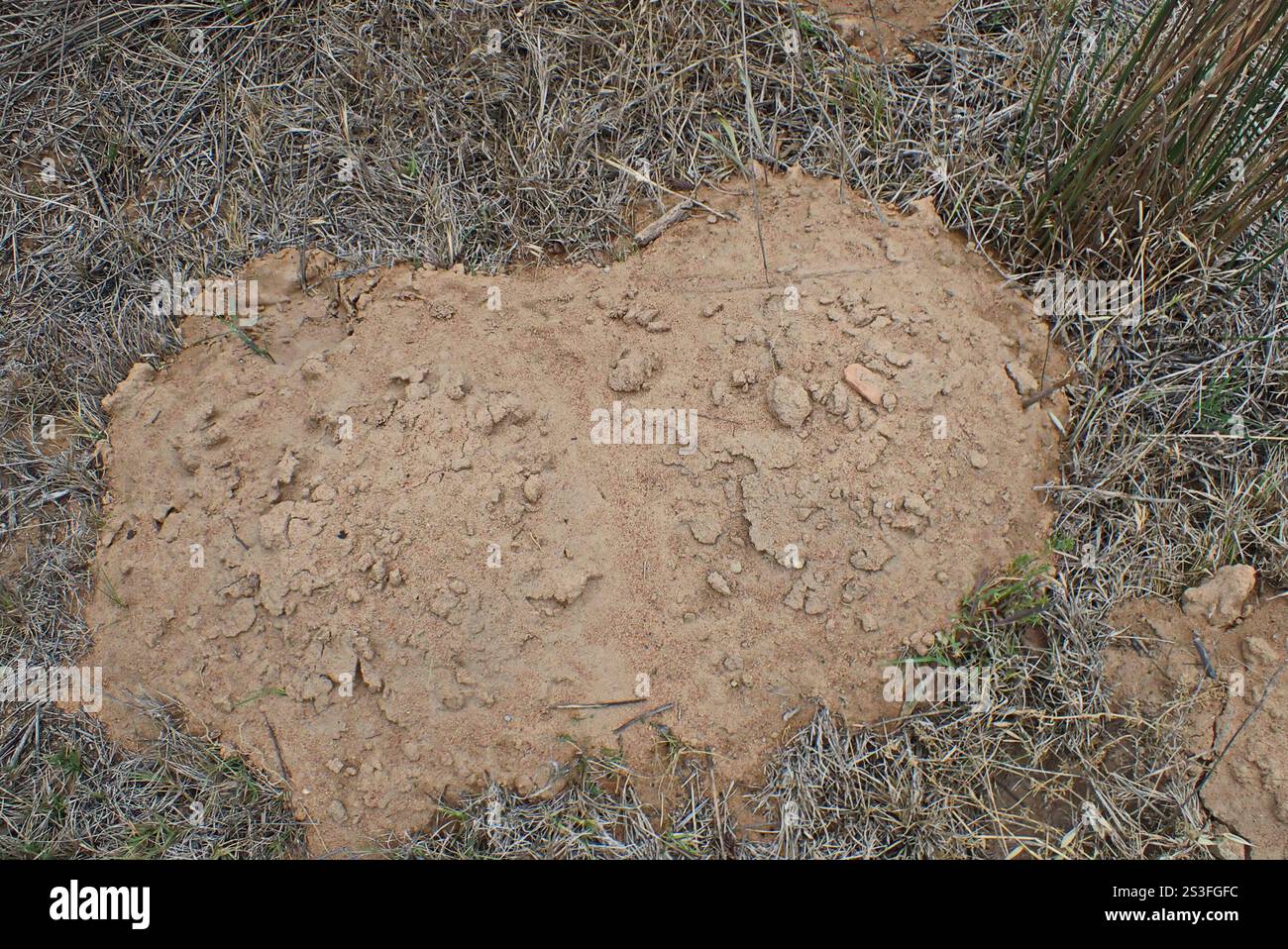 Cape Dune Molerat (Bathyergus suillus Stock Photo - Alamy