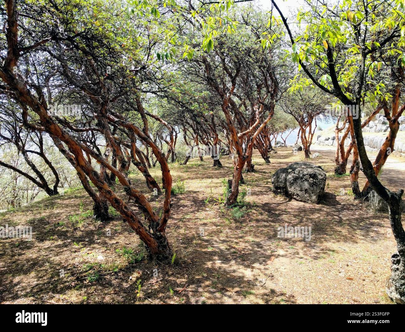 queñua and allies (Polylepis Stock Photo - Alamy