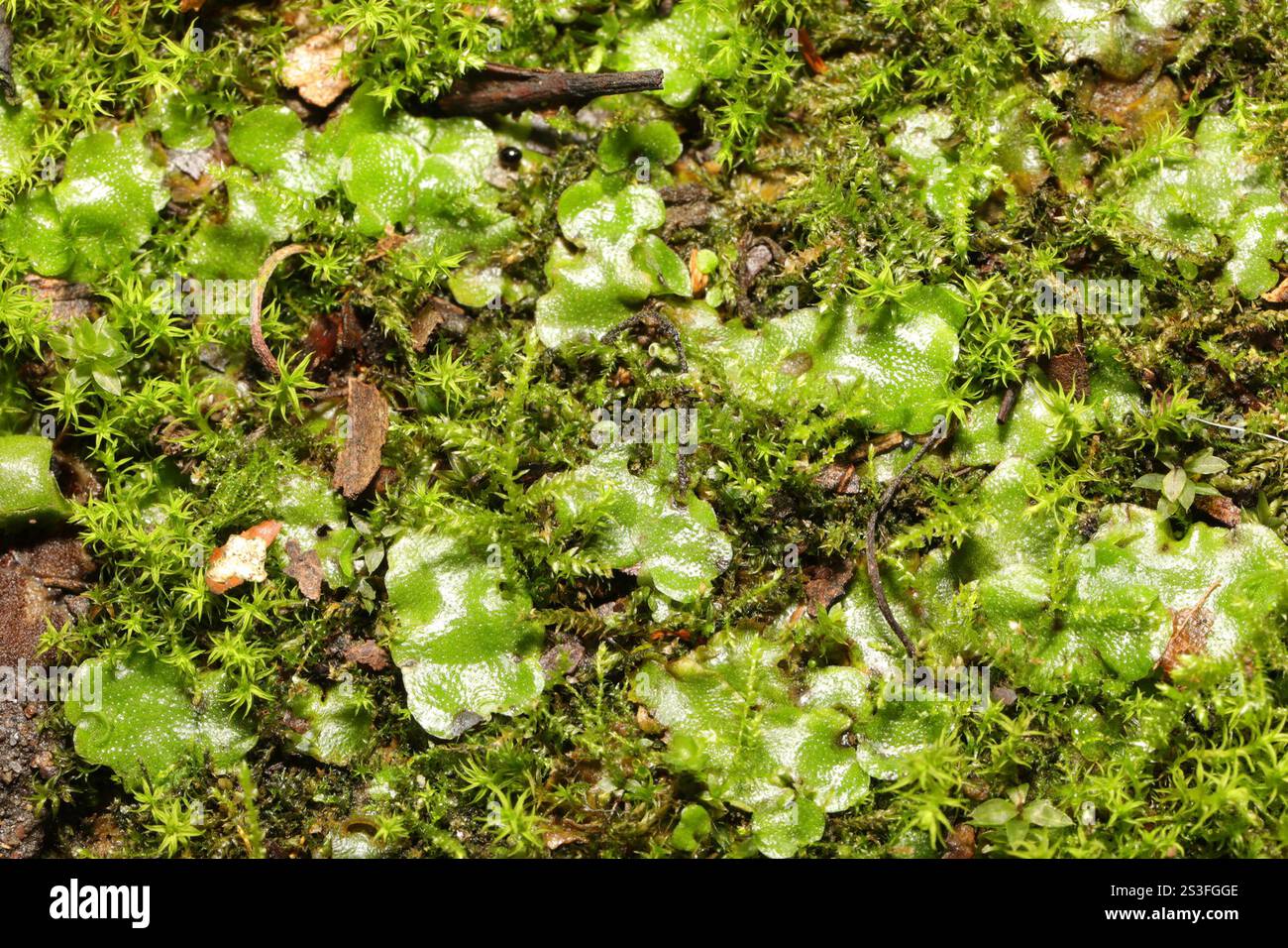 Lunularia cruciata hi-res stock photography and images - Alamy