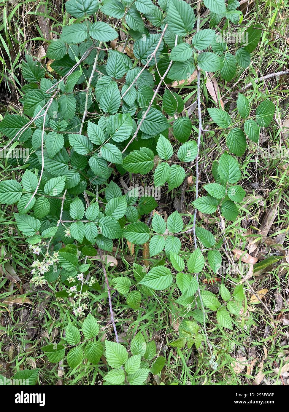 South African Raspberry (Rubus pinnatus Stock Photo - Alamy