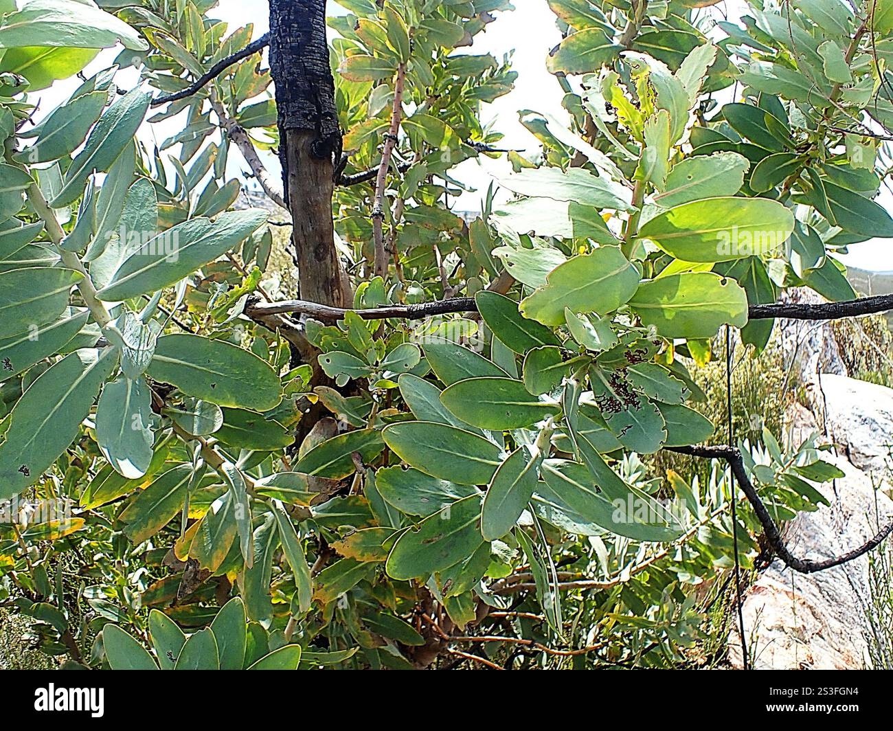 Wagon Tree (Protea nitida Stock Photo - Alamy