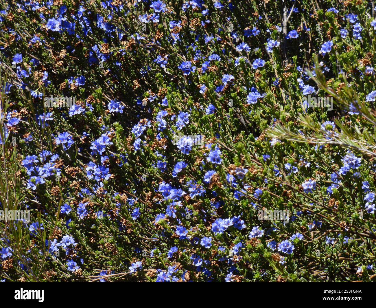 Rough Halgania (Halgania cyanea Stock Photo - Alamy