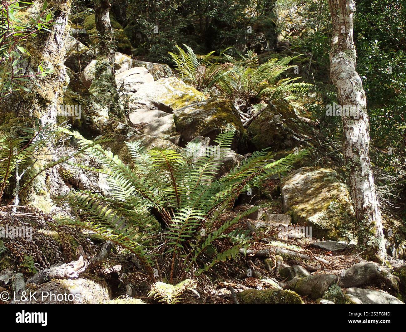 mother shield-fern (Polystichum proliferum Stock Photo - Alamy