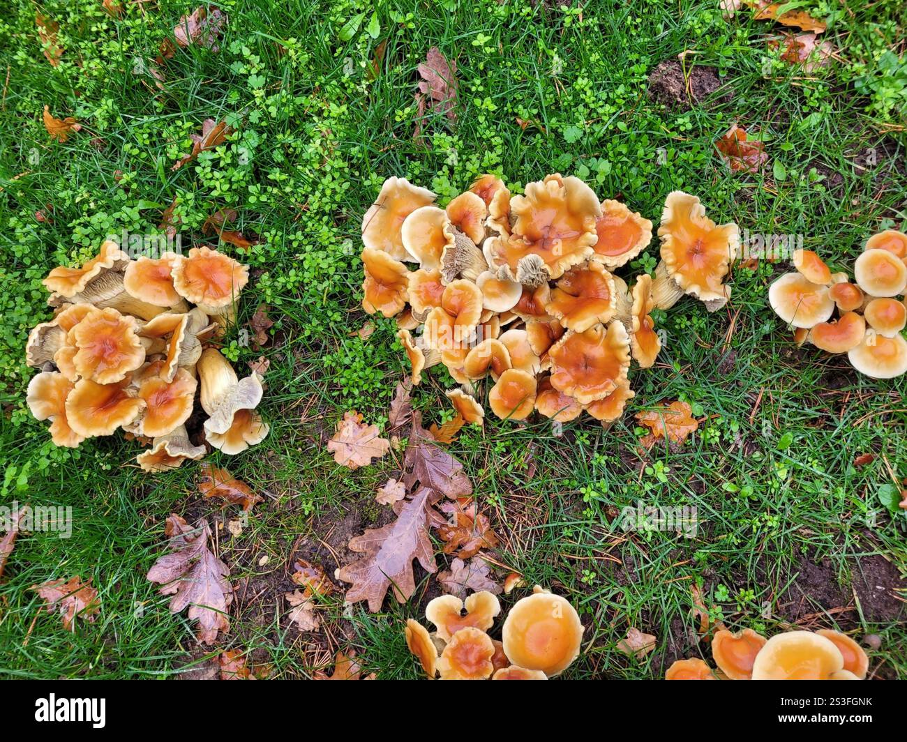 Yellowfoot (Craterellus tubaeformis Stock Photo - Alamy