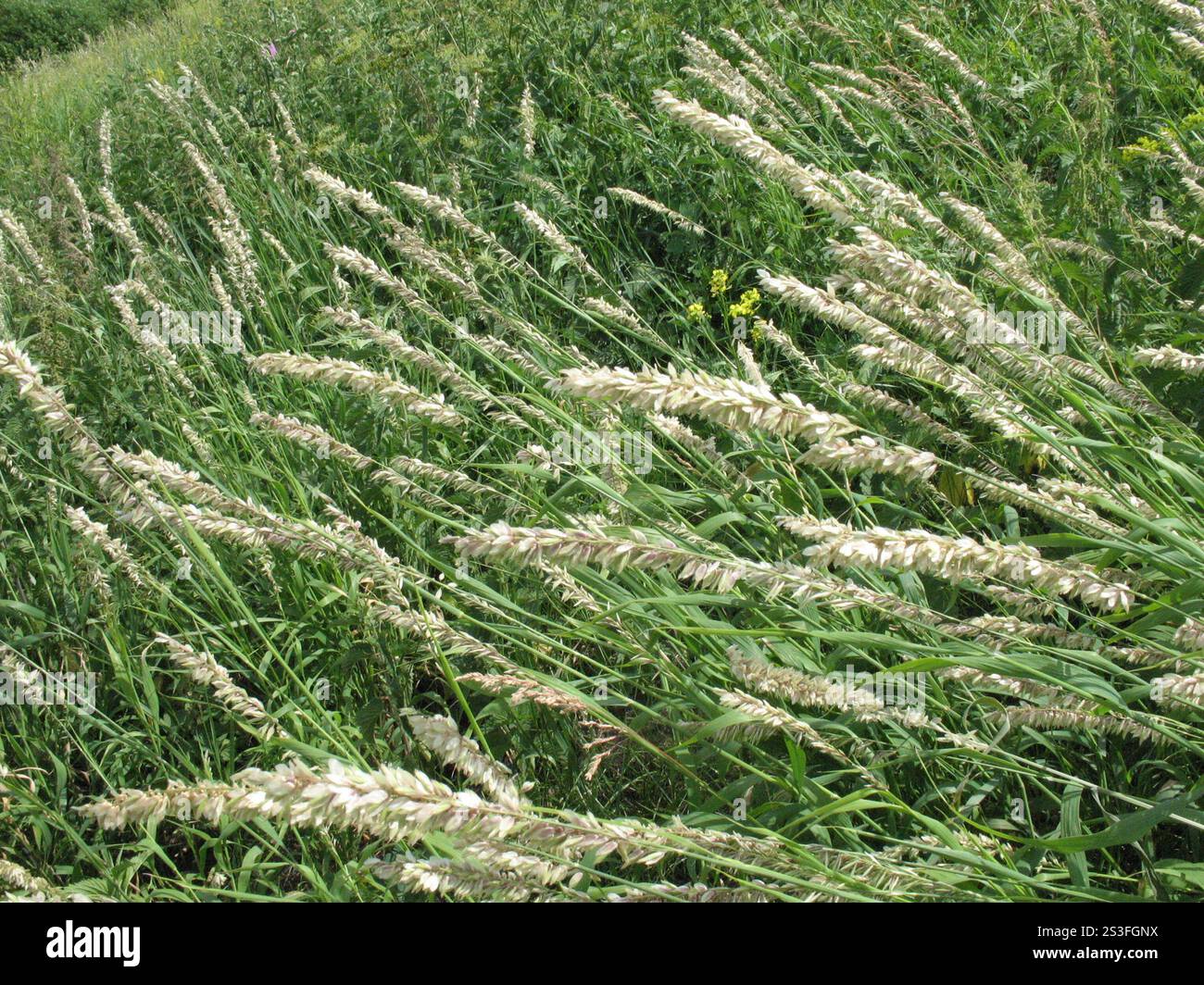 Siberian Melicgrass (Melica altissima Stock Photo - Alamy
