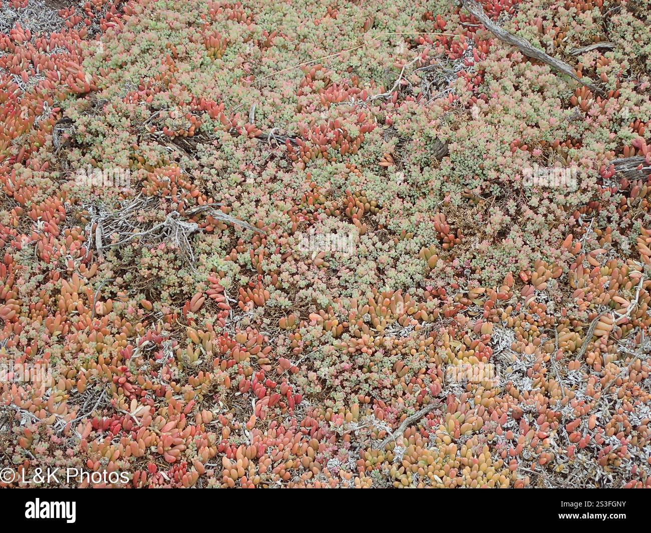 stonecrop family (Crassulaceae Stock Photo - Alamy