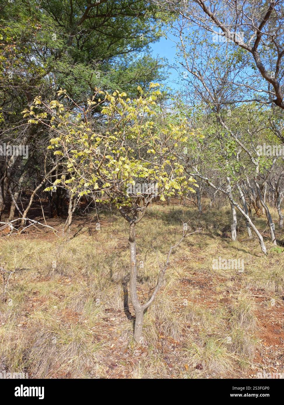 Lannea hi-res stock photography and images - Alamy