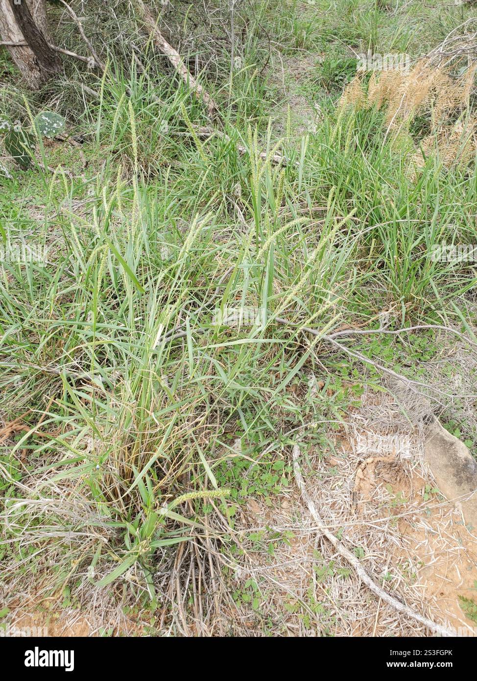 plains bristlegrass (Setaria leucopila Stock Photo - Alamy
