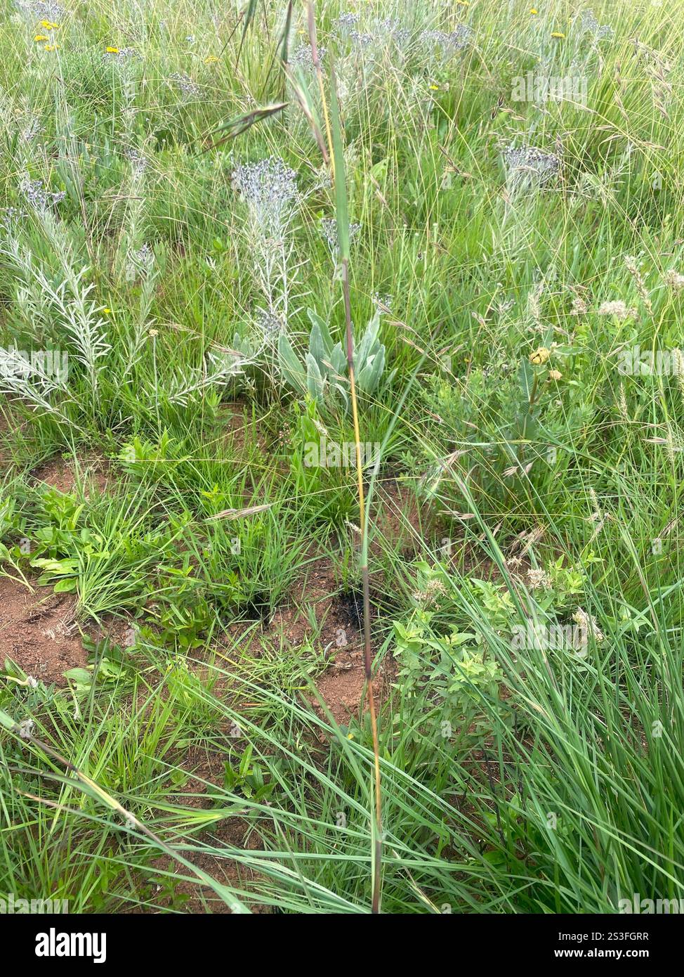 Kangaroo Grass (Themeda triandra Stock Photo - Alamy