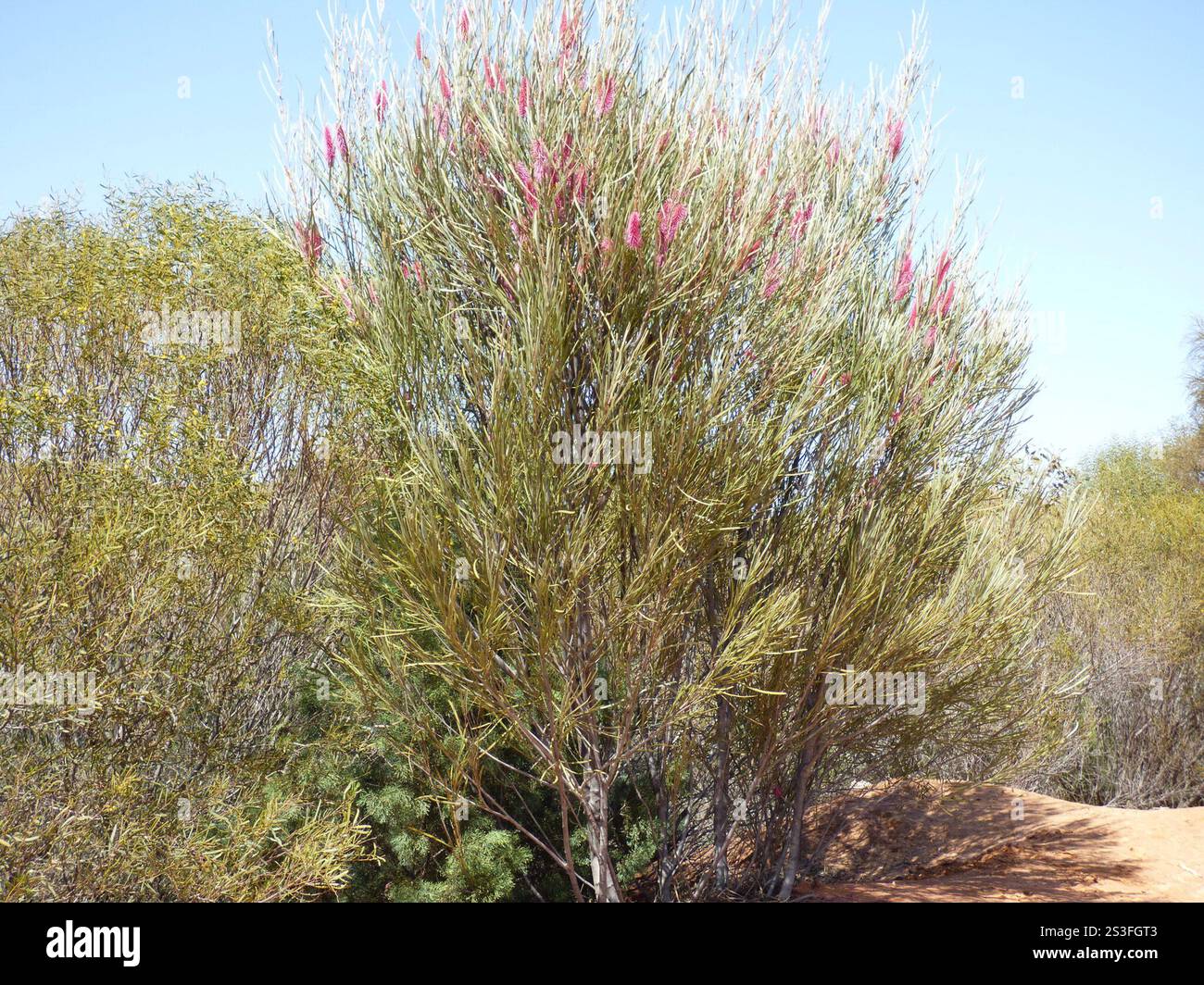 Emu Tree (Hakea francisiana Stock Photo - Alamy