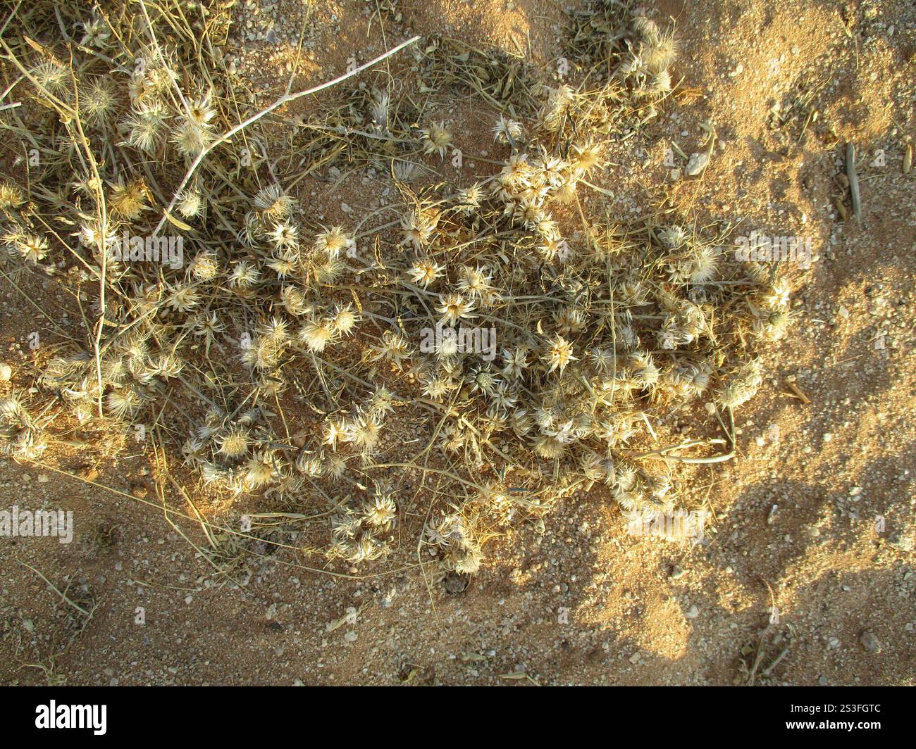 Common Karmedik (Dicoma capensis Stock Photo - Alamy