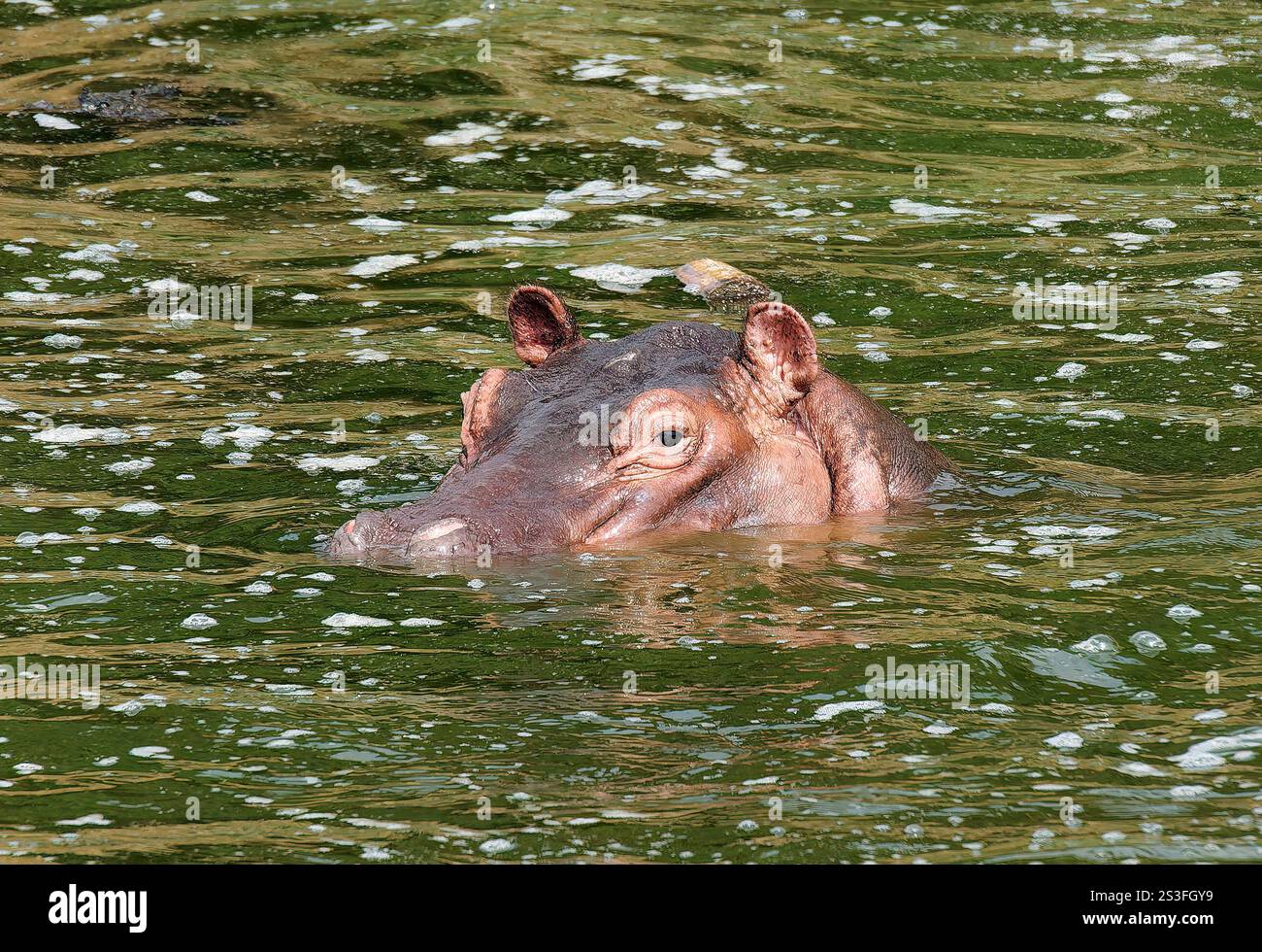hippo, Flusspferd, Hippopotame amphibie, Hippopotamus amphibius, nílusi ...
