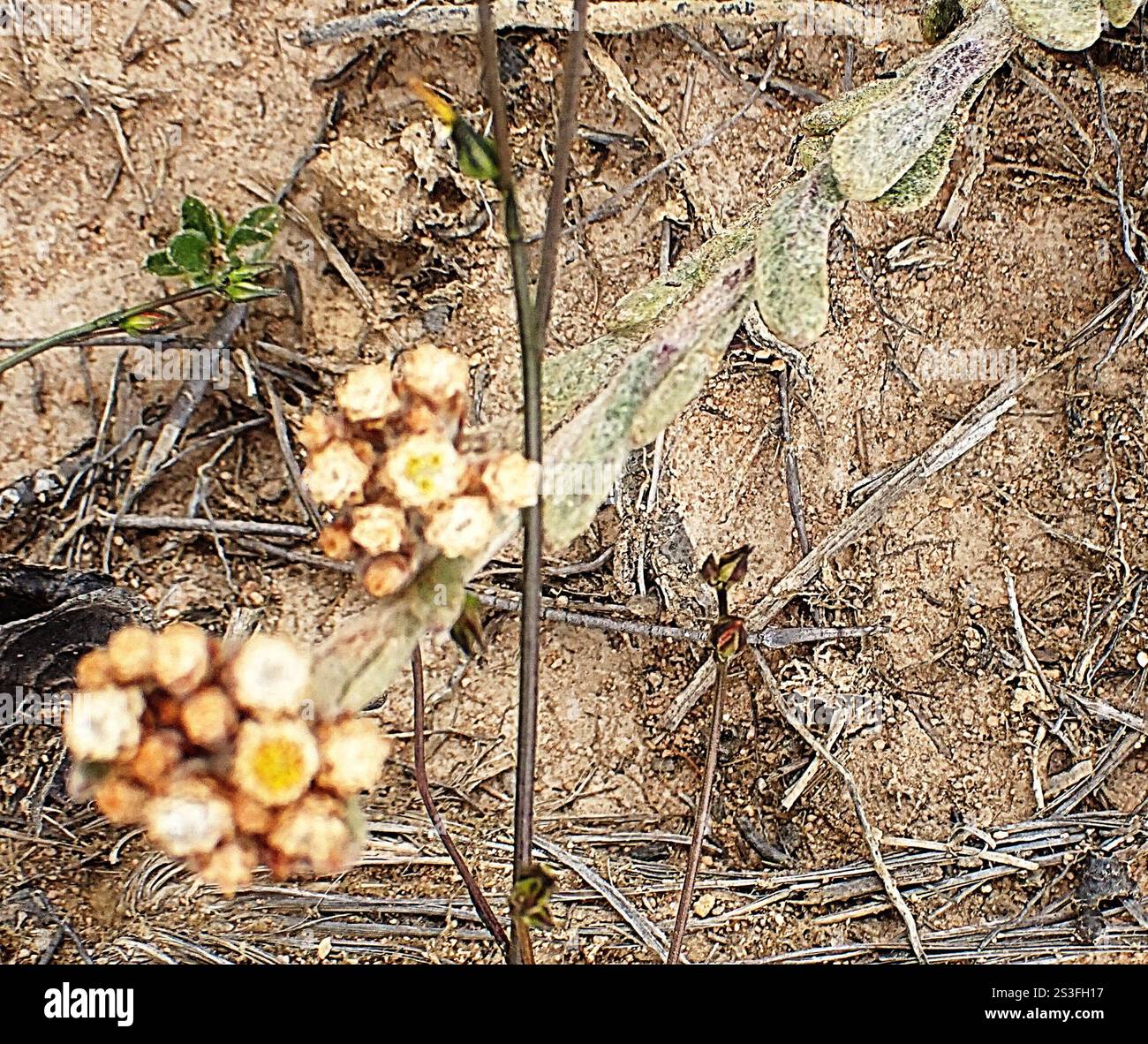 Roundleaf Everlasting (Helichrysum rotundifolium Stock Photo - Alamy