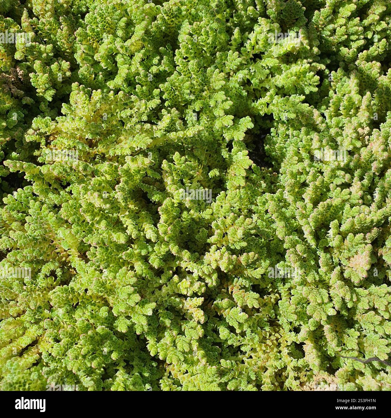 Red Azolla (Azolla rubra Stock Photo - Alamy