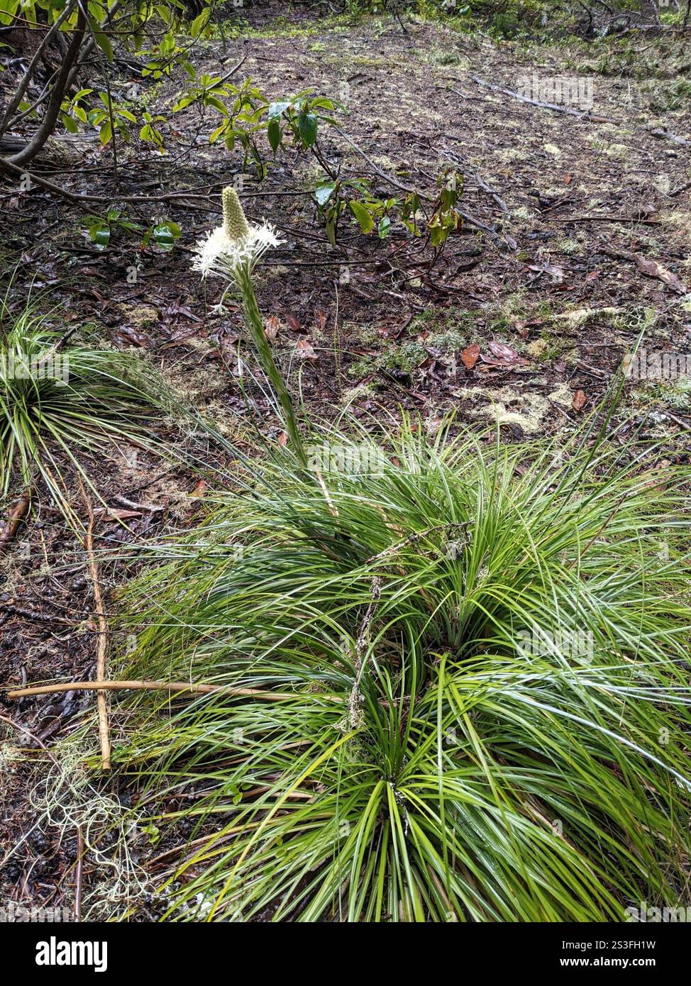 common beargrass (Xerophyllum tenax Stock Photo - Alamy