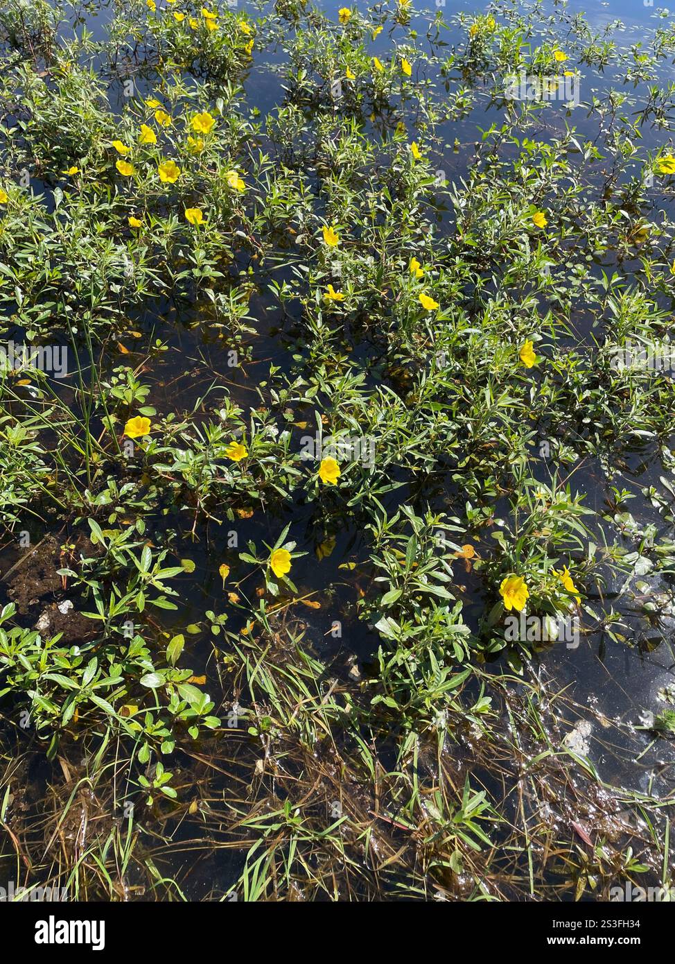 floating primrose-willow (Ludwigia peploides Stock Photo - Alamy