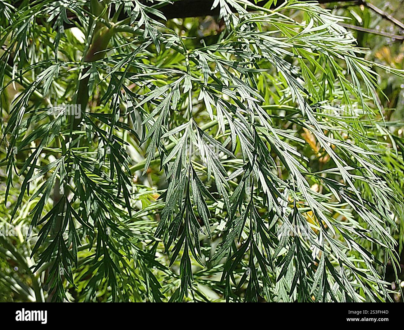 Forest Blisterbush (Notobubon gummiferum Stock Photo - Alamy
