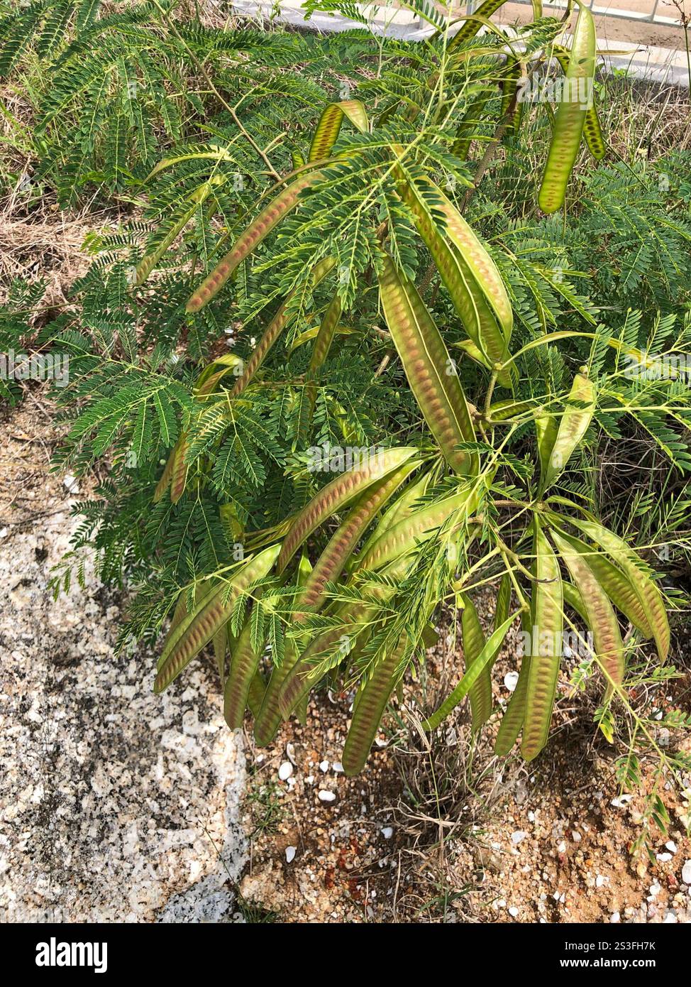 White leadtree (Leucaena leucocephala Stock Photo - Alamy