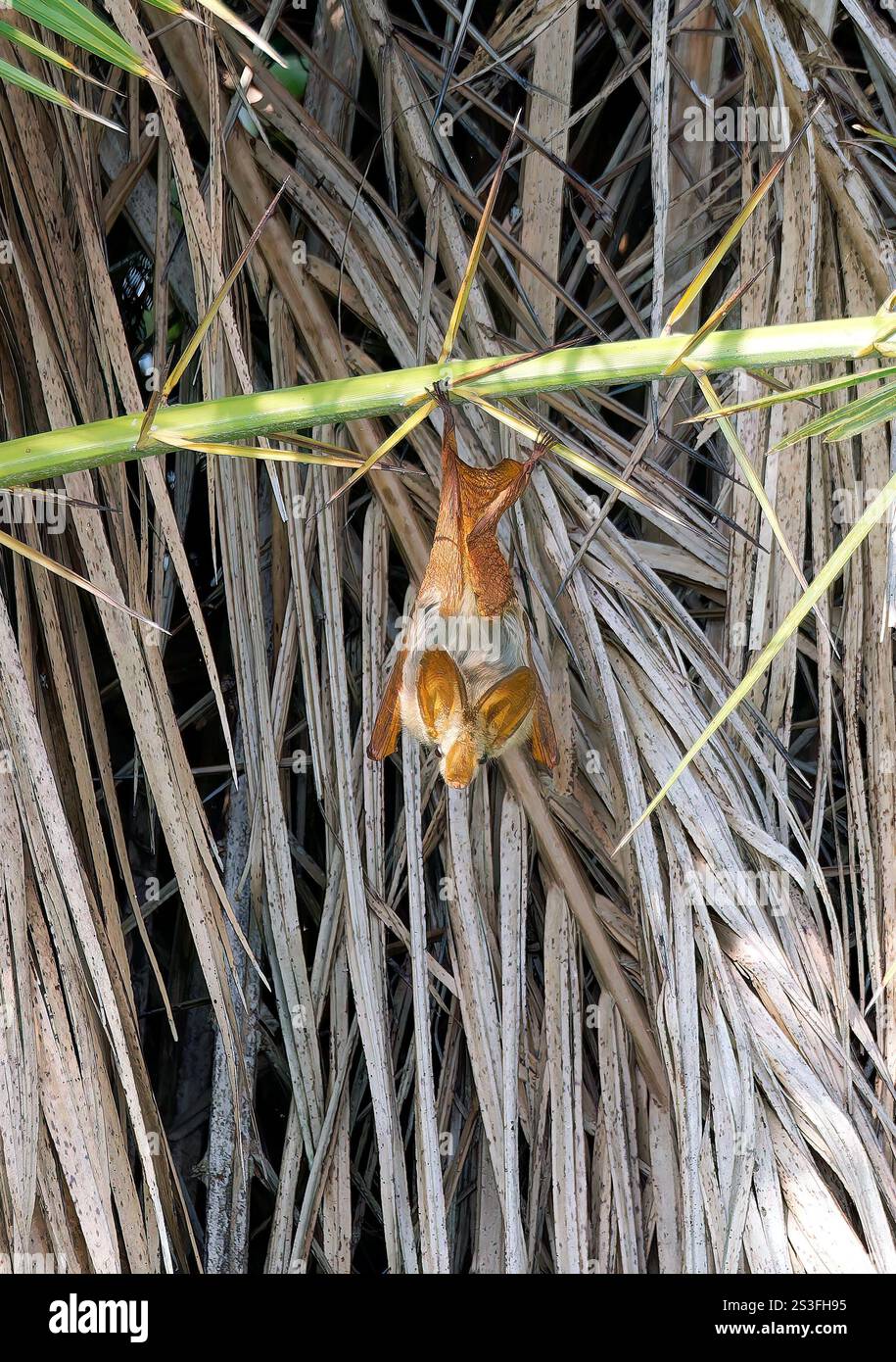 yellow-winged bat,Gelbflügelfledermaus, chauve-souris aux ailes d’or ...