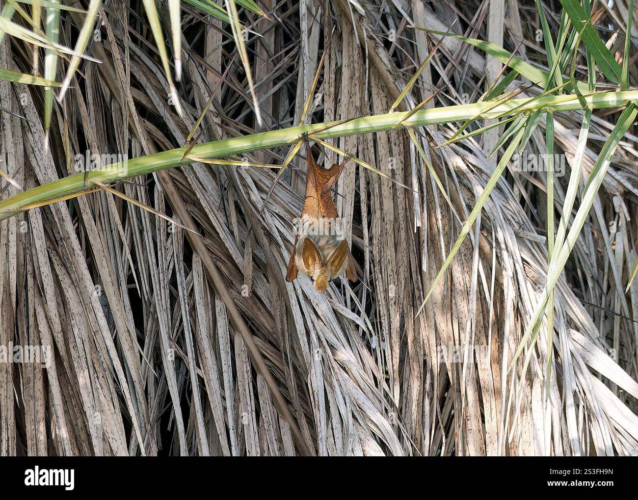 yellow-winged bat,Gelbflügelfledermaus, chauve-souris aux ailes d’or ...