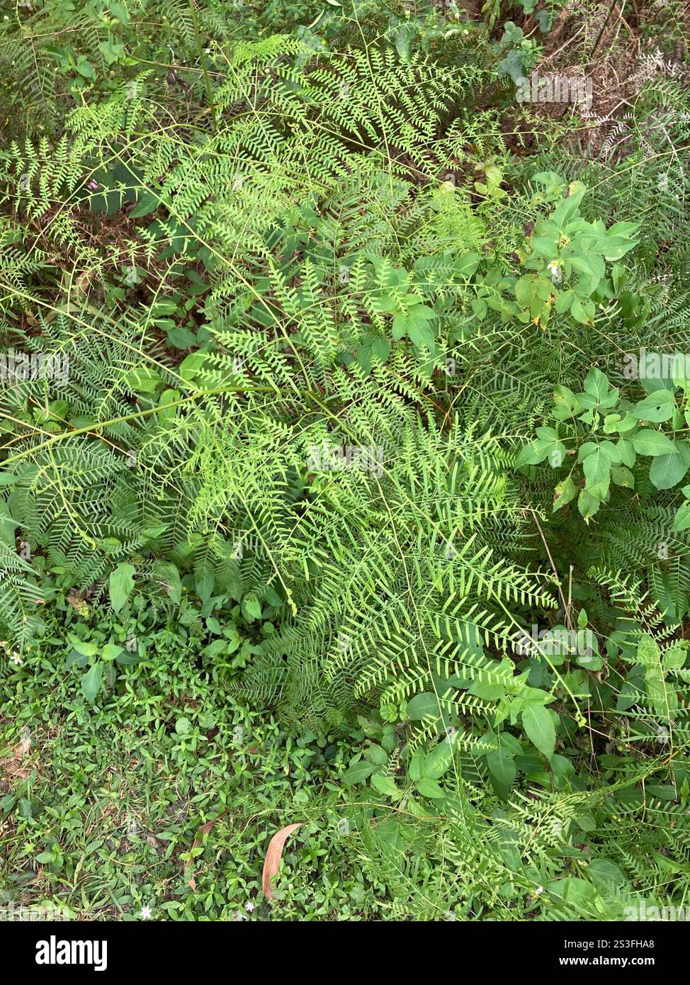 Southern Brackenfern (Pteridium caudatum Stock Photo - Alamy