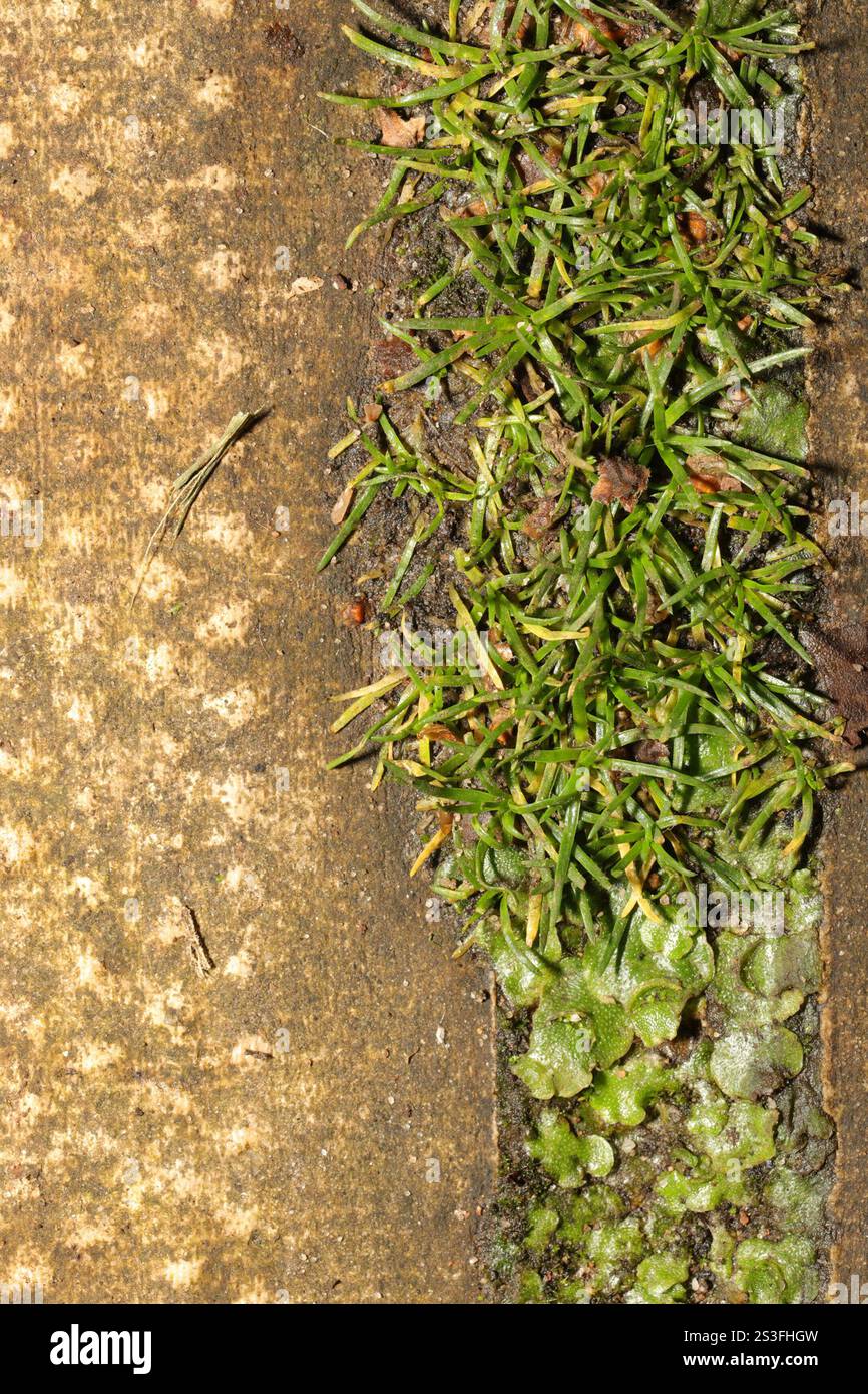 Procumbent Pearlwort (Sagina procumbens Stock Photo - Alamy