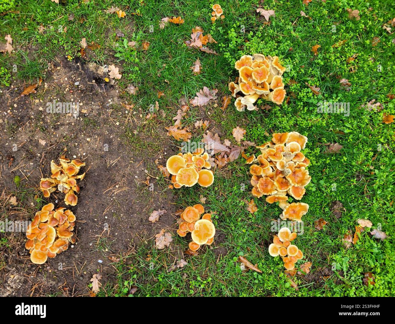 Yellowfoot (Craterellus tubaeformis Stock Photo - Alamy