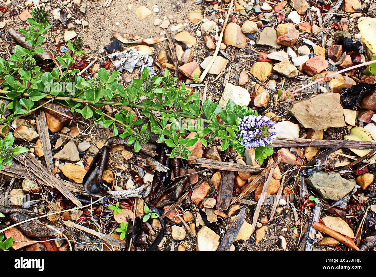 Strand Dottypea (Psoralea bracteolata Stock Photo - Alamy