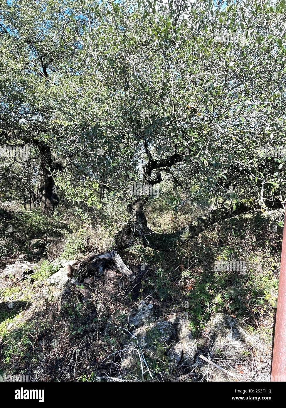 Texas live oak (Quercus fusiformis Stock Photo - Alamy