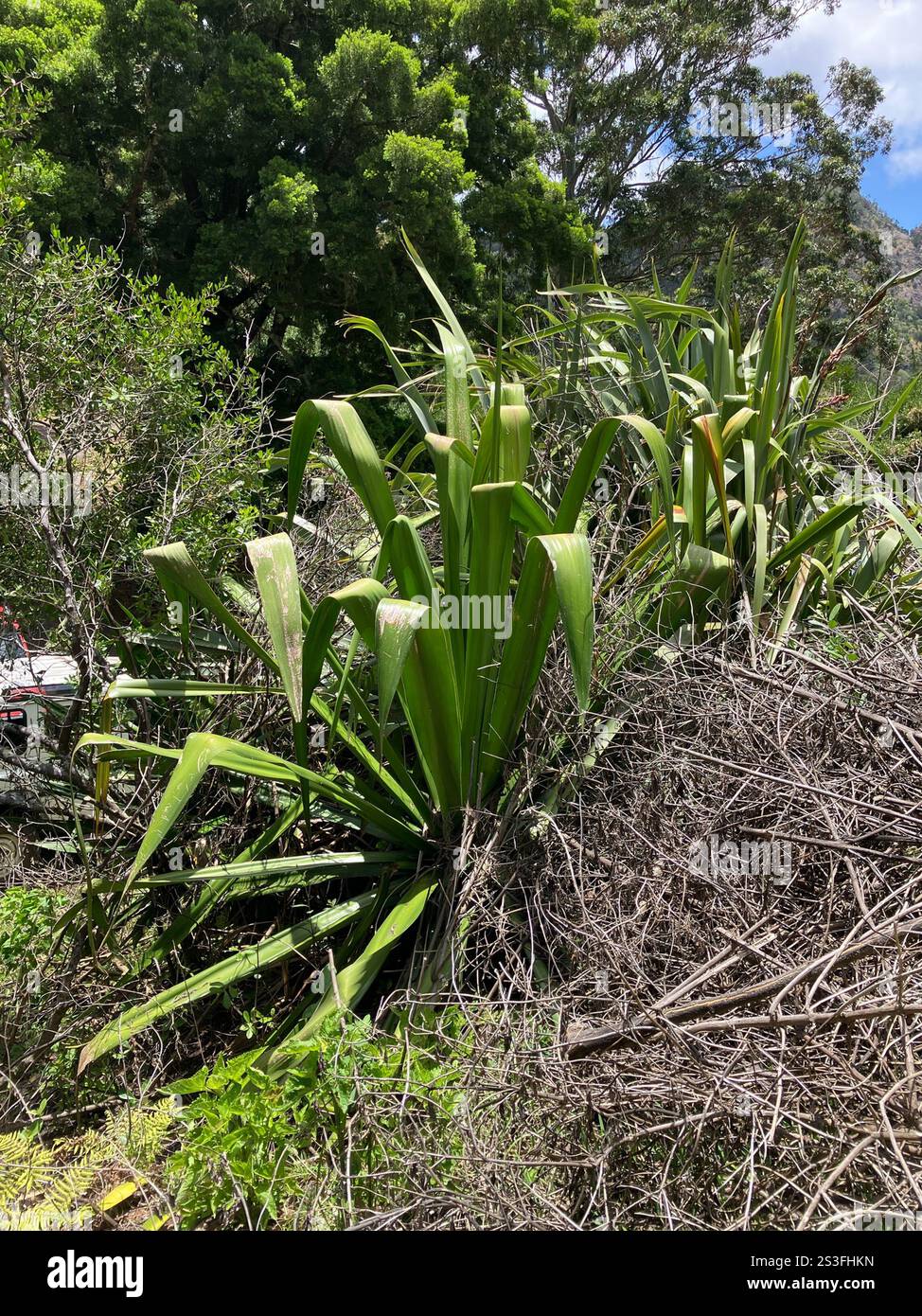 Hemp furcraea hi-res stock photography and images - Alamy