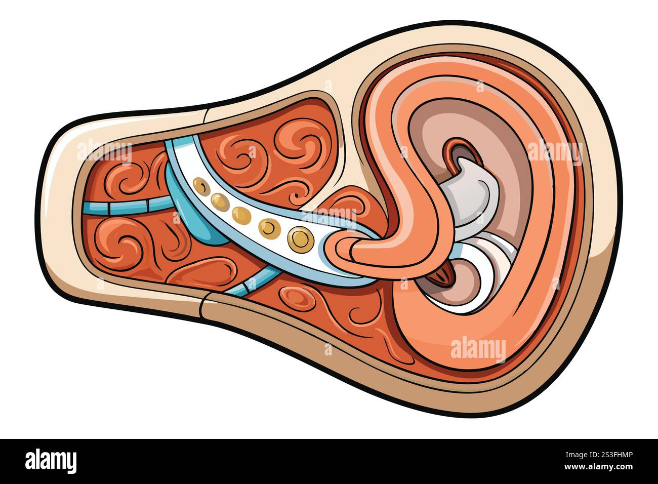 Cross sectional diagram of human ear anatomy highlighting auditory ... Cross sectional diagram of human ear anatomy highlighting auditory ...