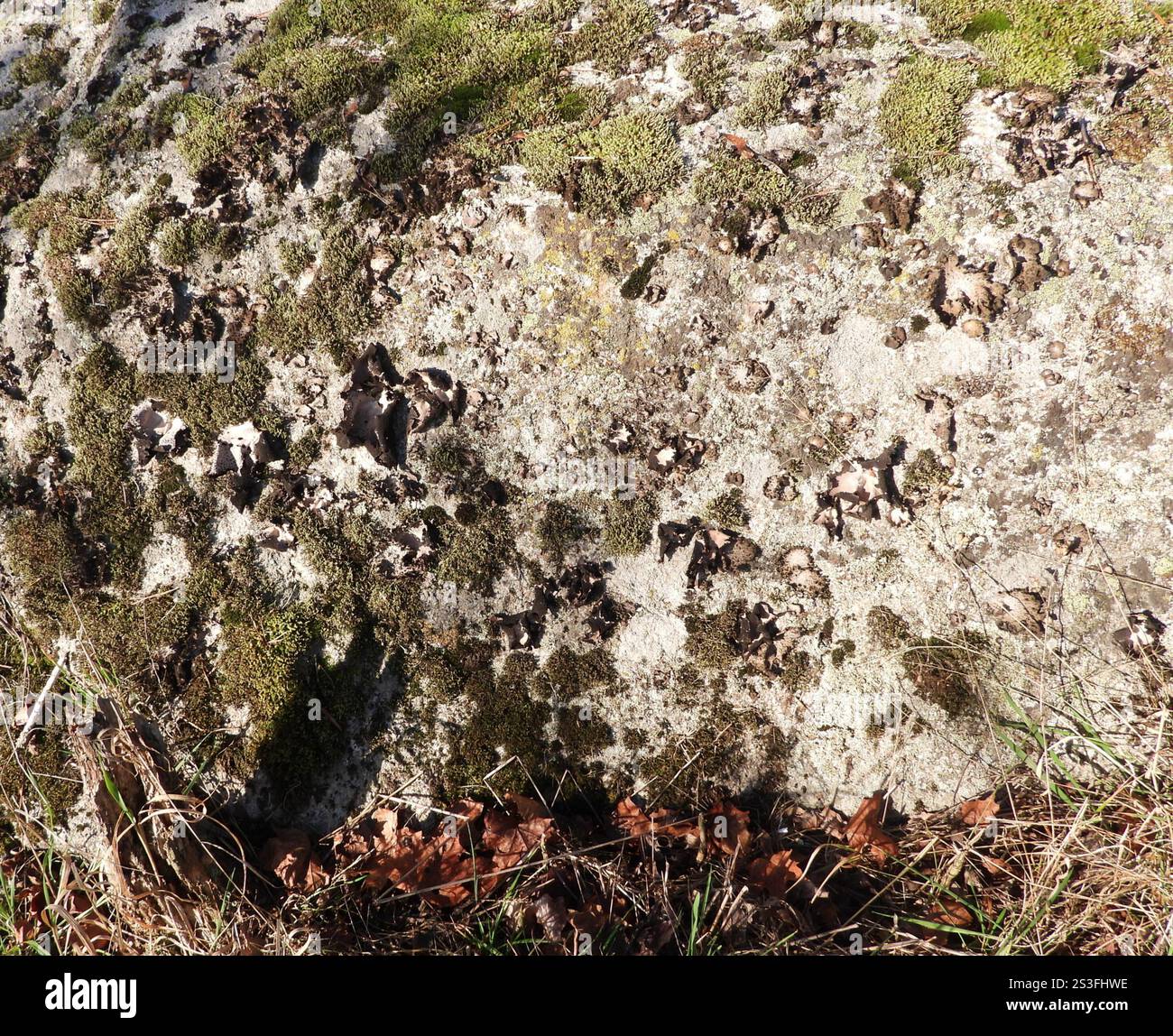 Umbilicaria hi-res stock photography and images - Alamy