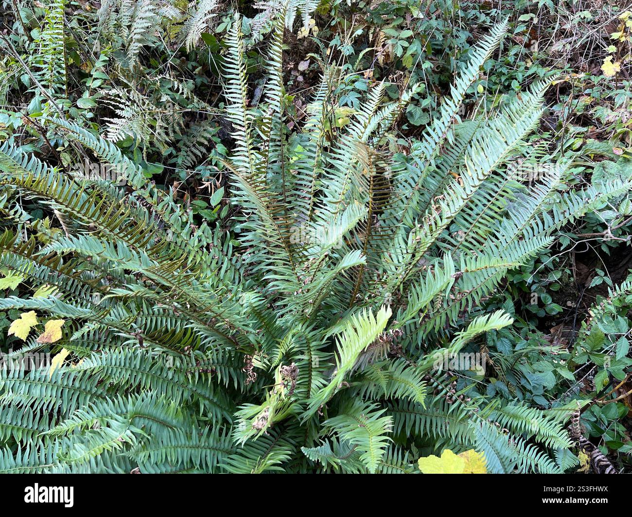 western sword fern (Polystichum munitum Stock Photo - Alamy