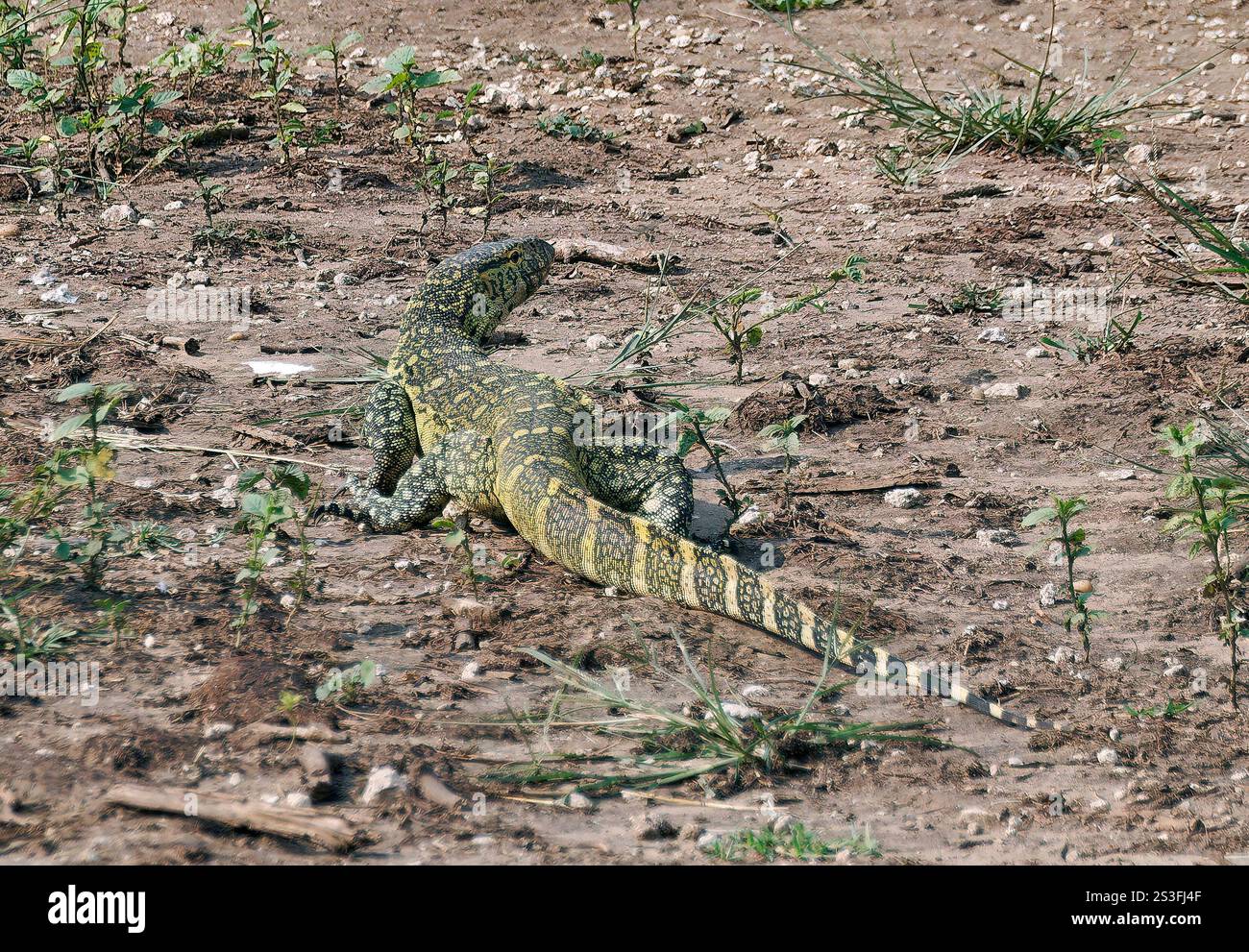 Nile monitor, Nilwaran, Varan du Nil, Varanus niloticus, nílusi ...
