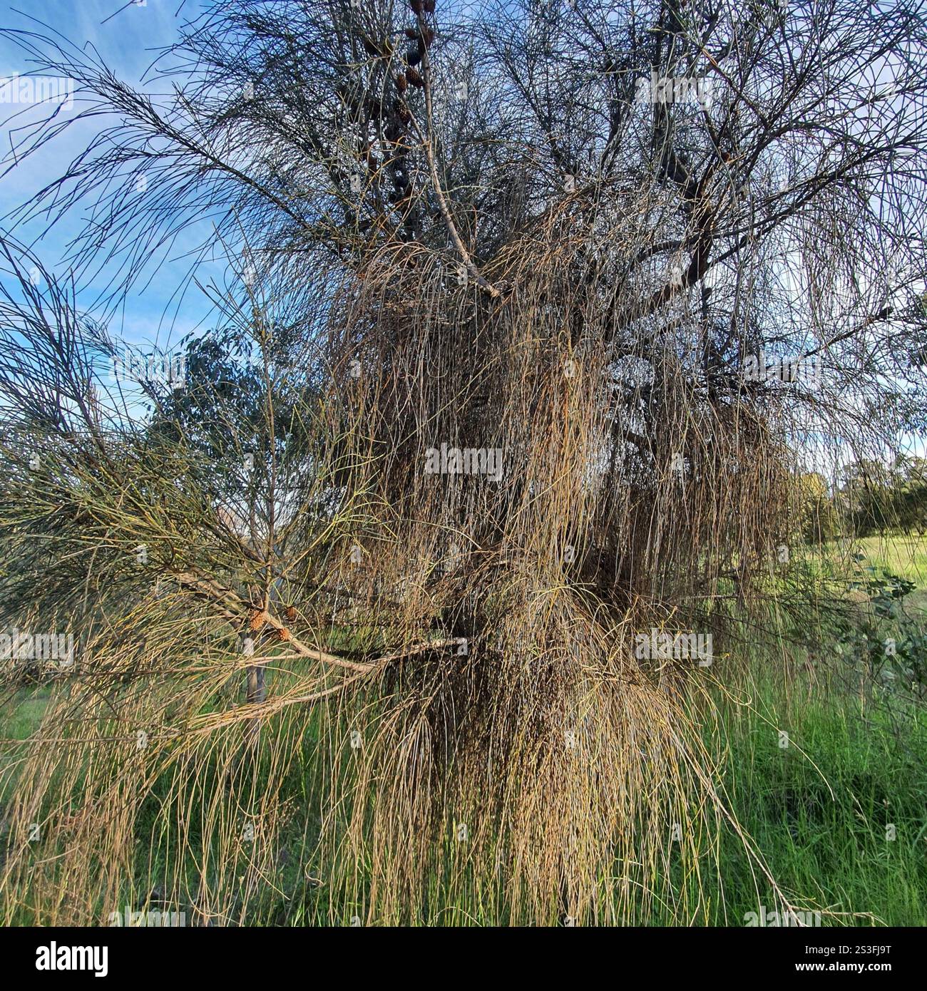 Drooping She-oak (Allocasuarina verticillata Stock Photo - Alamy
