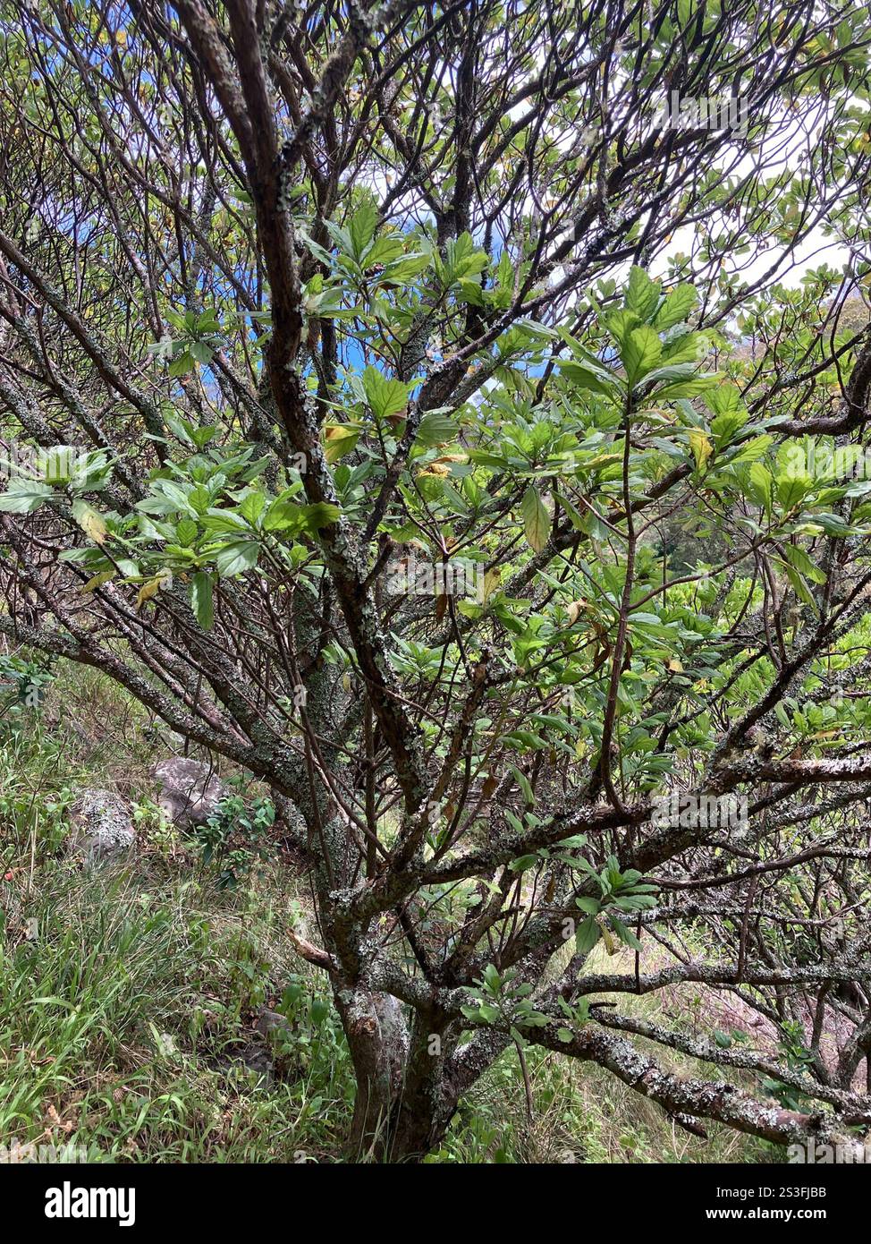 Bastard Gumwood (Commidendrum rotundifolium Stock Photo - Alamy