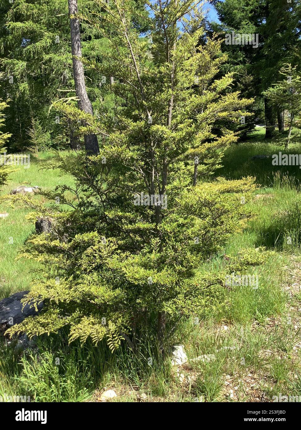 Mountain beech (Nothofagus cliffortioides Stock Photo - Alamy
