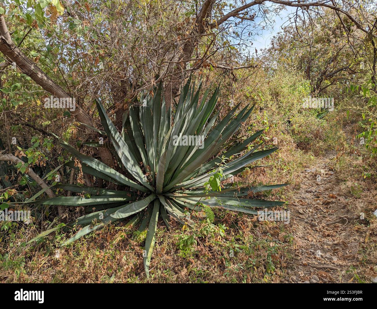 Tequila Agave (Agave tequilana Stock Photo - Alamy