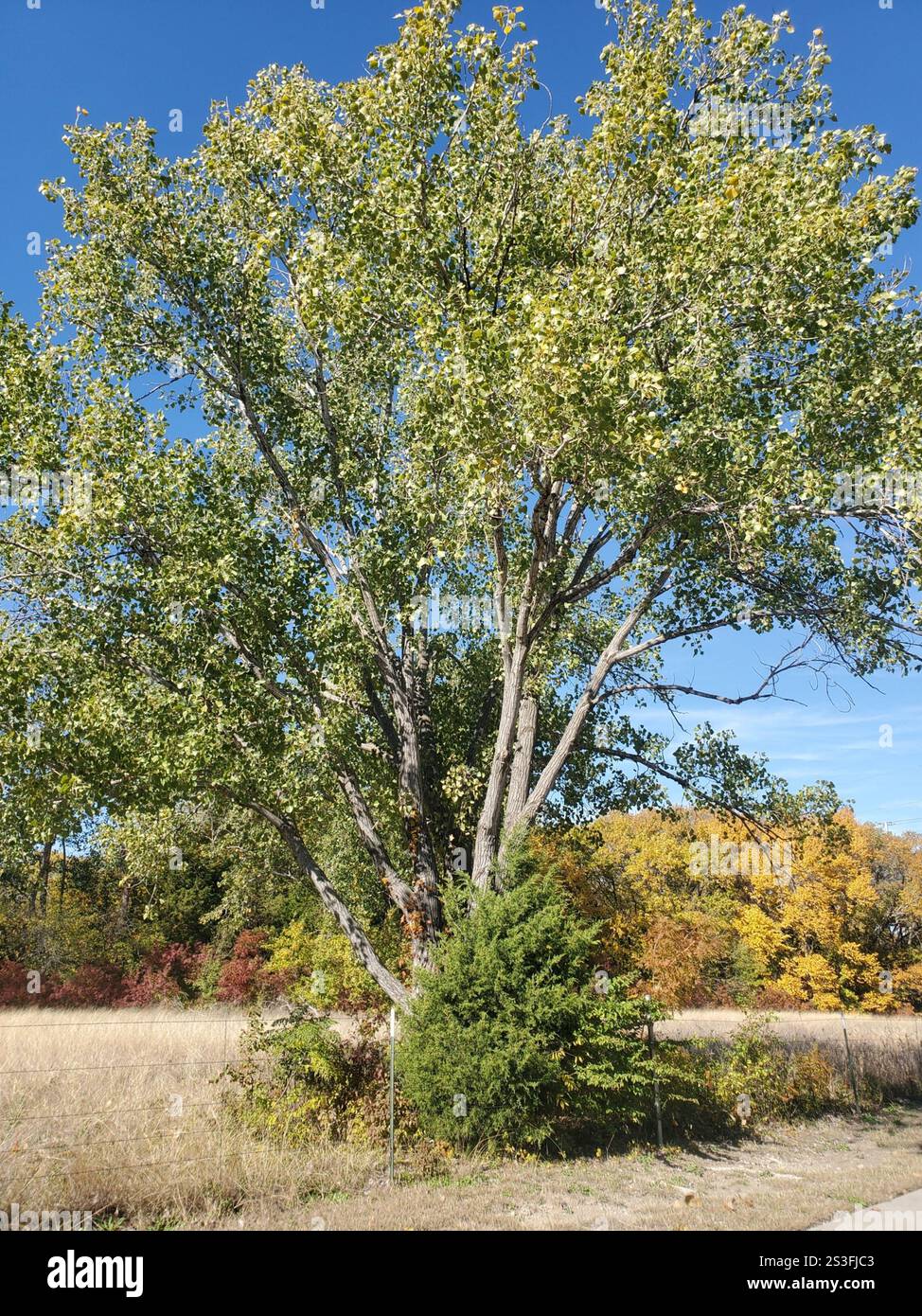 Eastern Cottonwood (Populus deltoides Stock Photo - Alamy